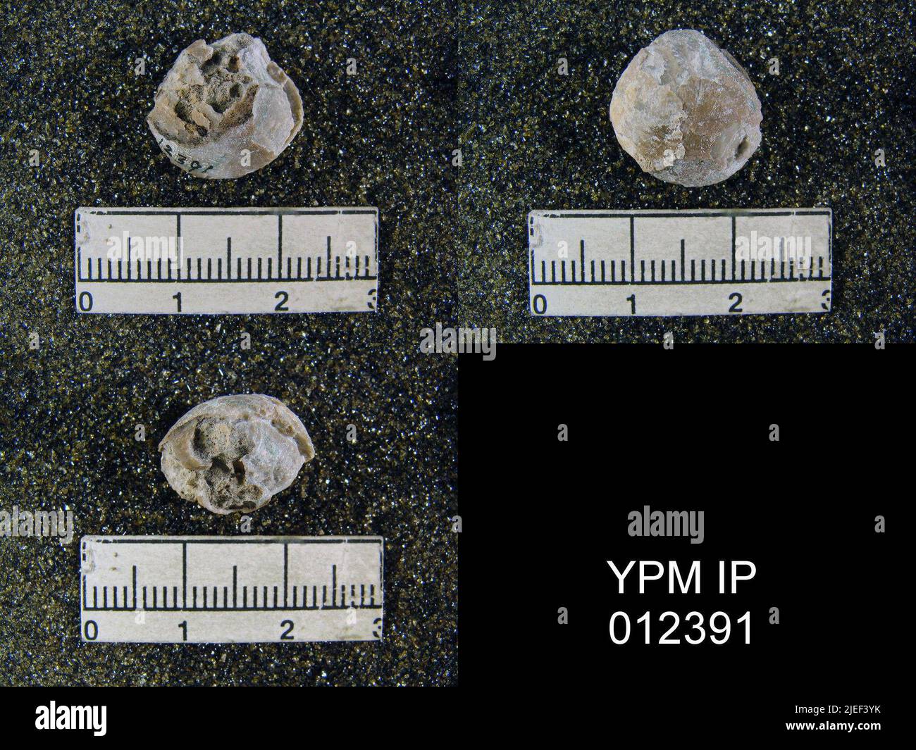 Squamularia guadalupensis (Shumard Stock Photo - Alamy