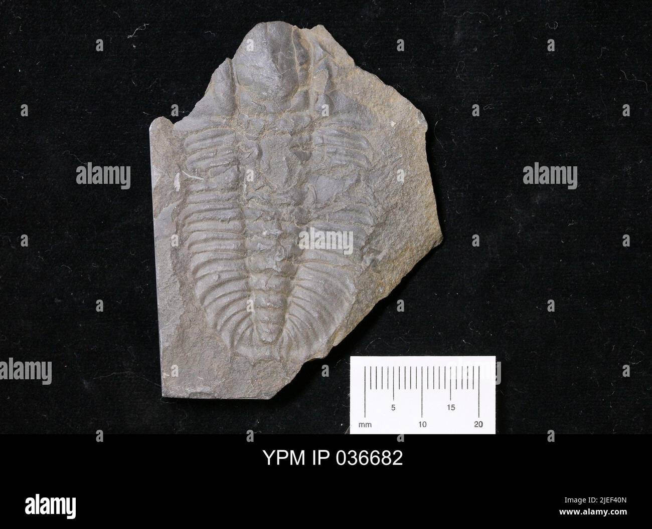 Olenoides serratus (Rominger Stock Photo - Alamy