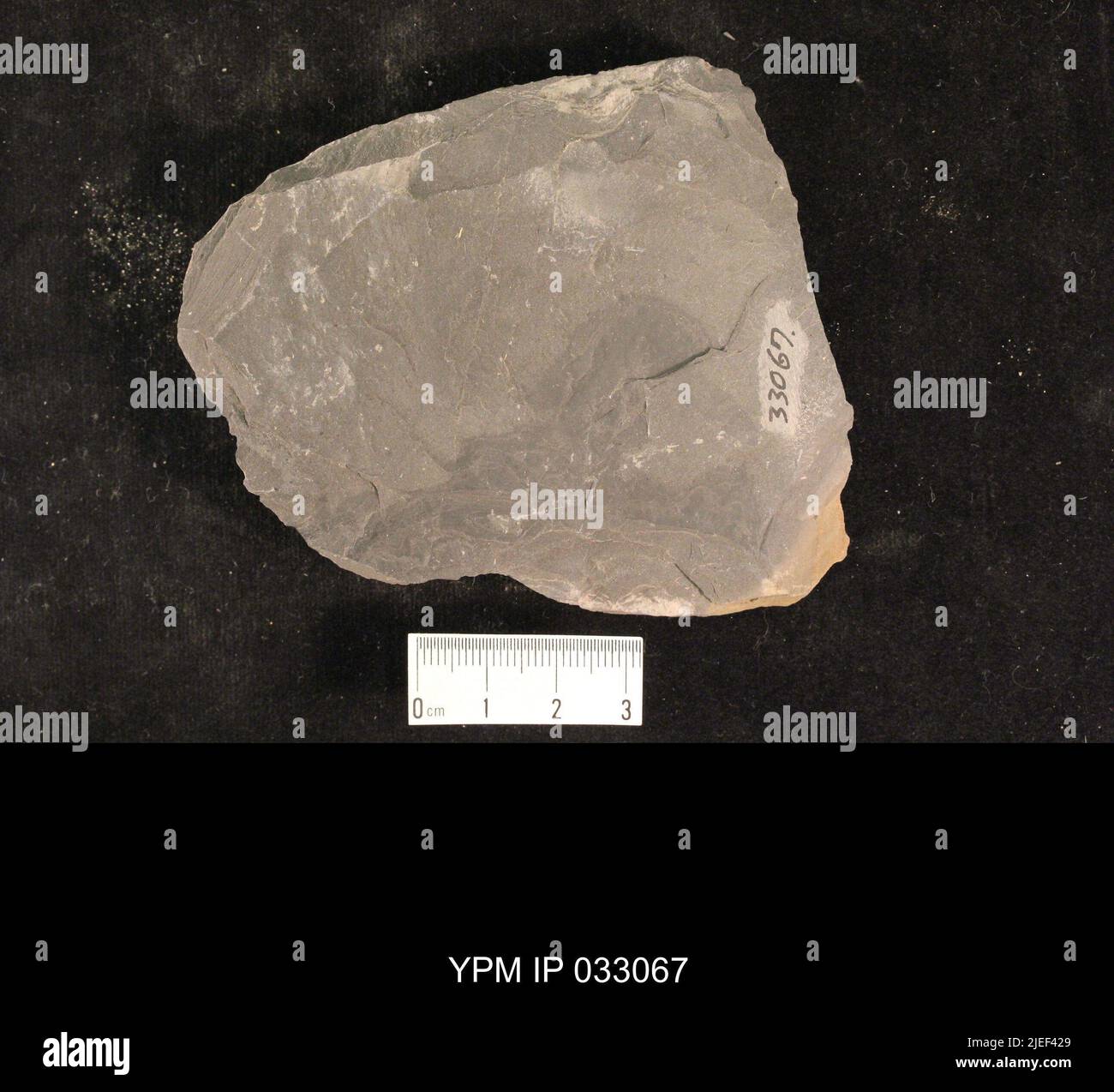 Mormolucoides articulatus Hitchcock. IPB.09955: Massachusetts. Franklin ...