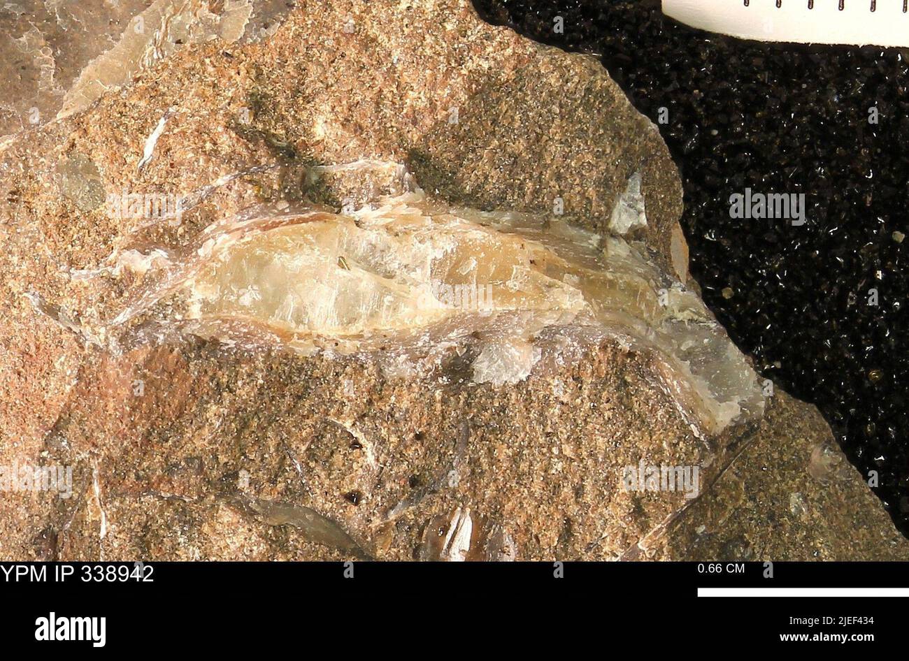 Undet bivalvia animalia hi-res stock photography and images - Alamy