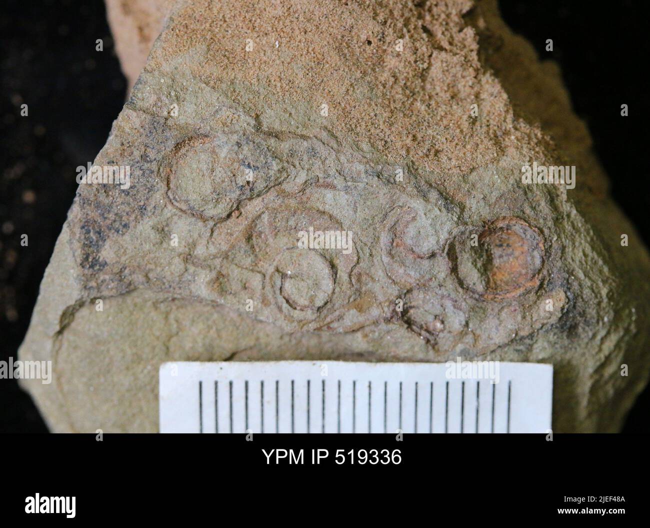 Molluscan class gastropoda hi-res stock photography and images - Alamy