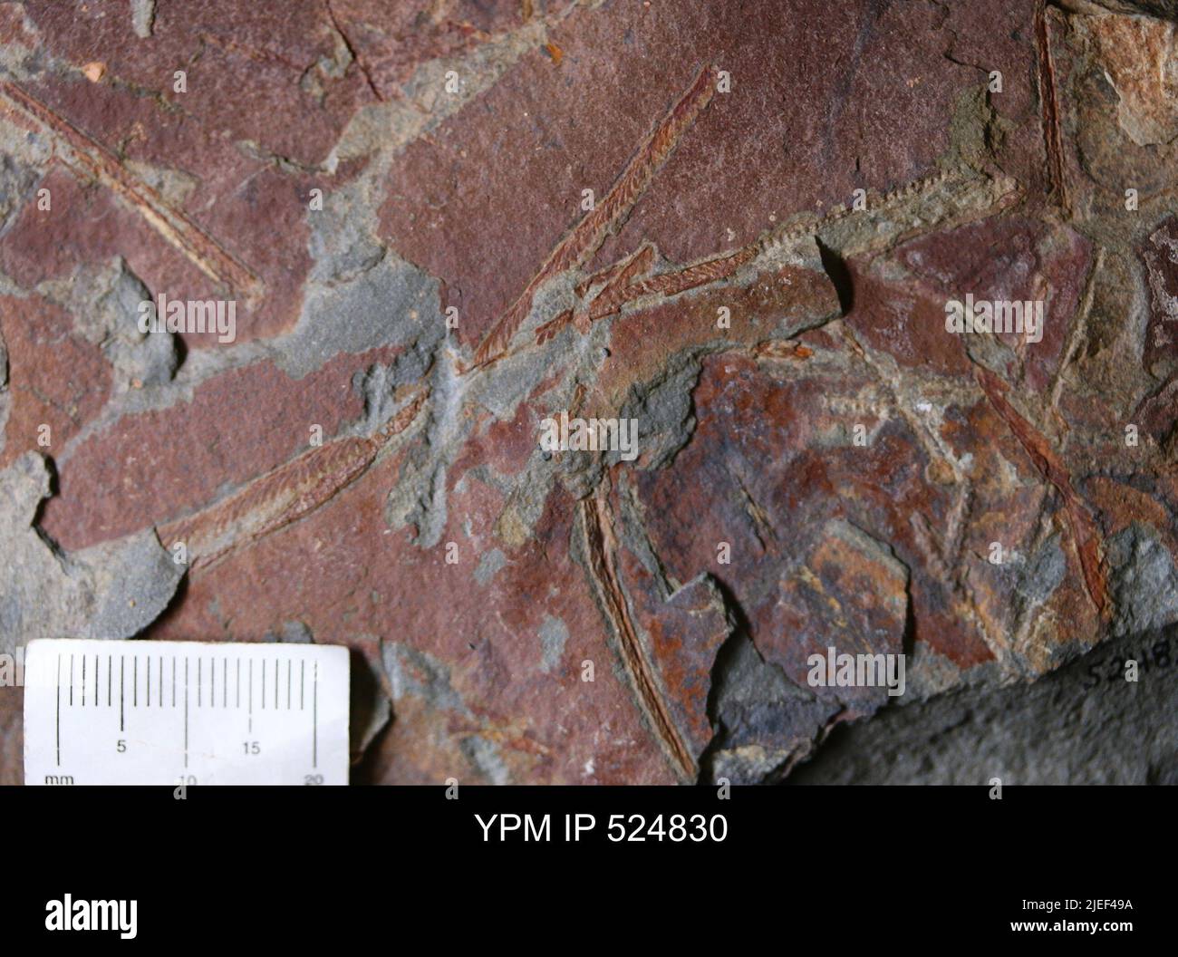 Graptoloidea hi-res stock photography and images - Alamy