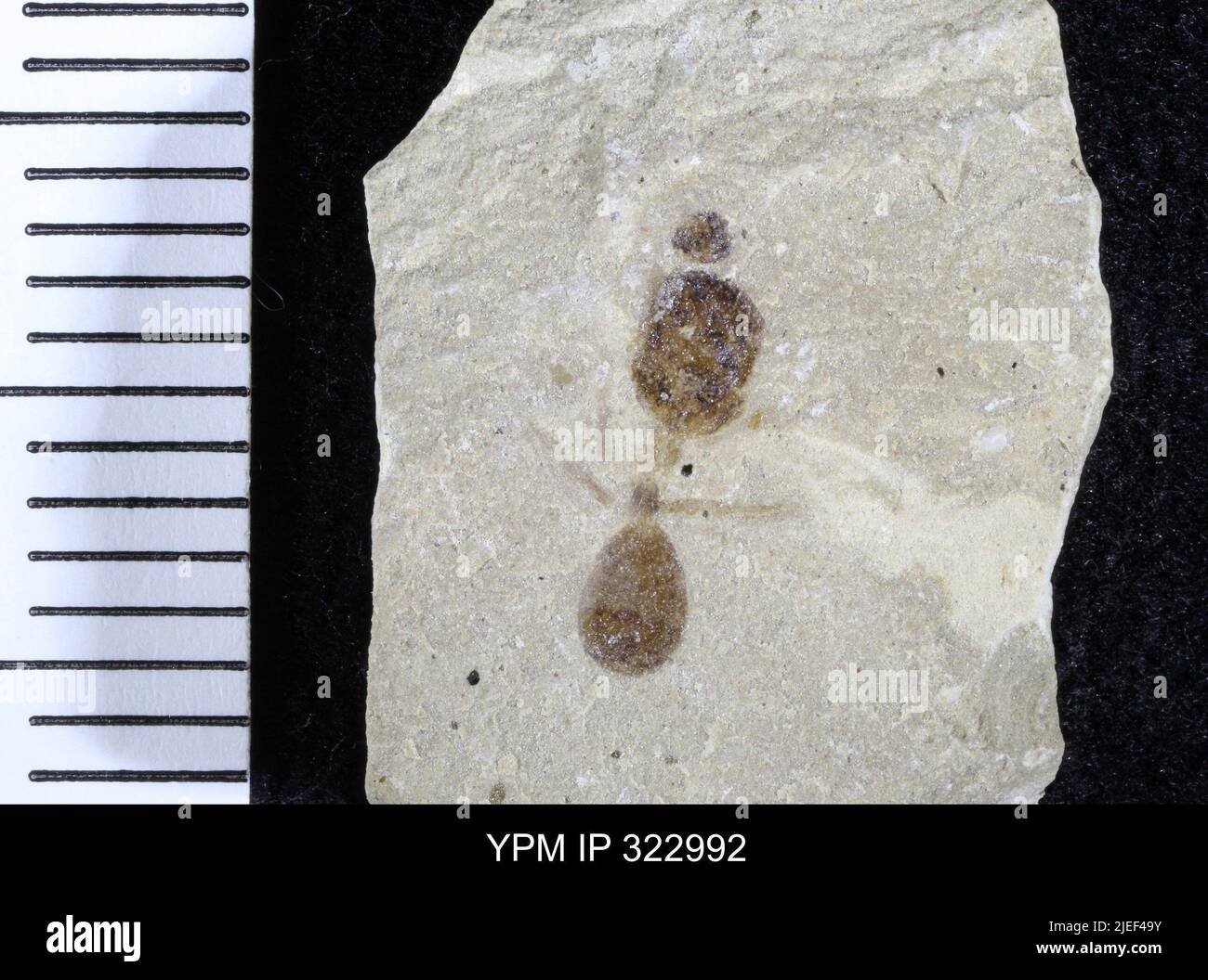 Liometopum pingue scudder hi-res stock photography and images - Alamy