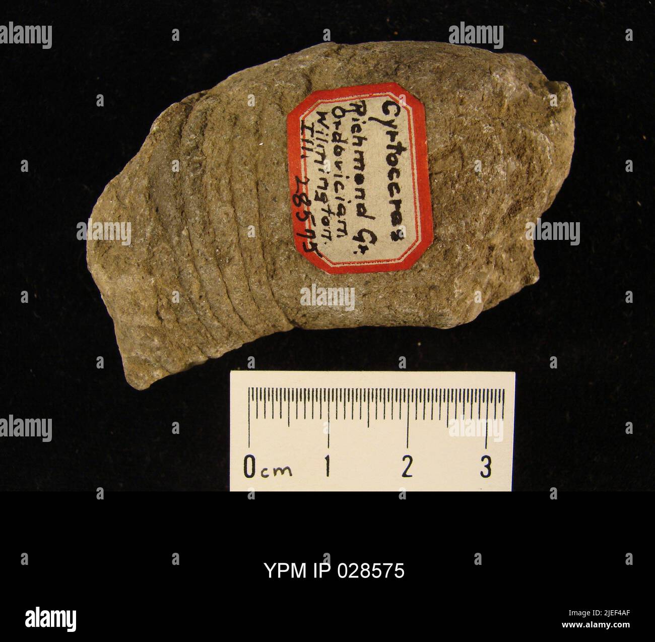 Cyrtoceras hi-res stock photography and images - Alamy