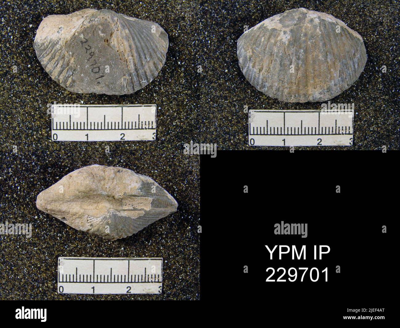 Spirifer sp animalia hi-res stock photography and images - Alamy