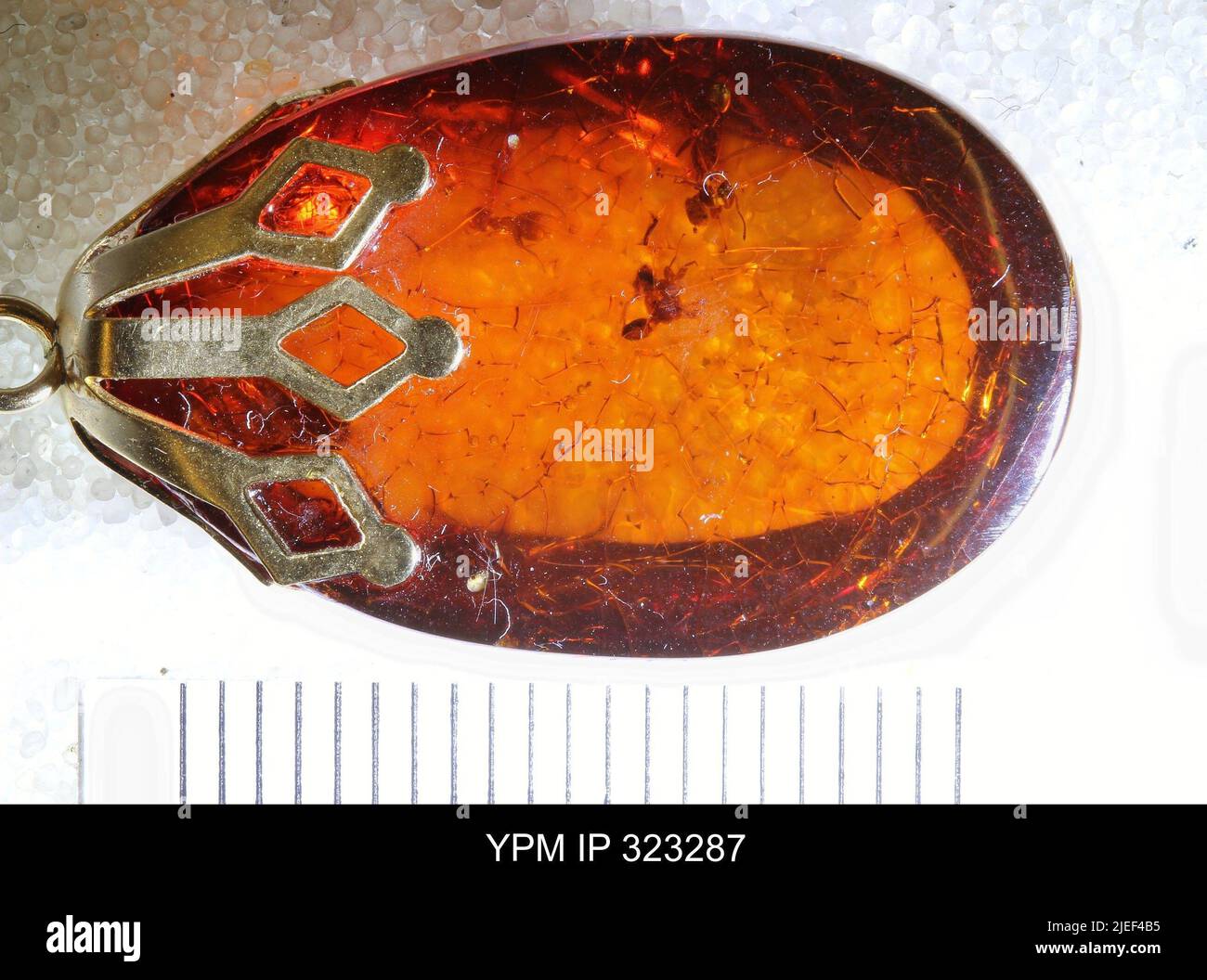 Ant family formicidae head hi-res stock photography and images - Alamy