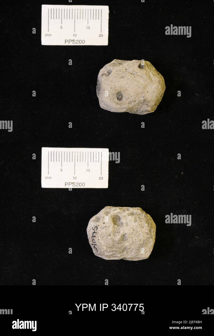 Ichnofossil invertebrate hi-res stock photography and images - Alamy
