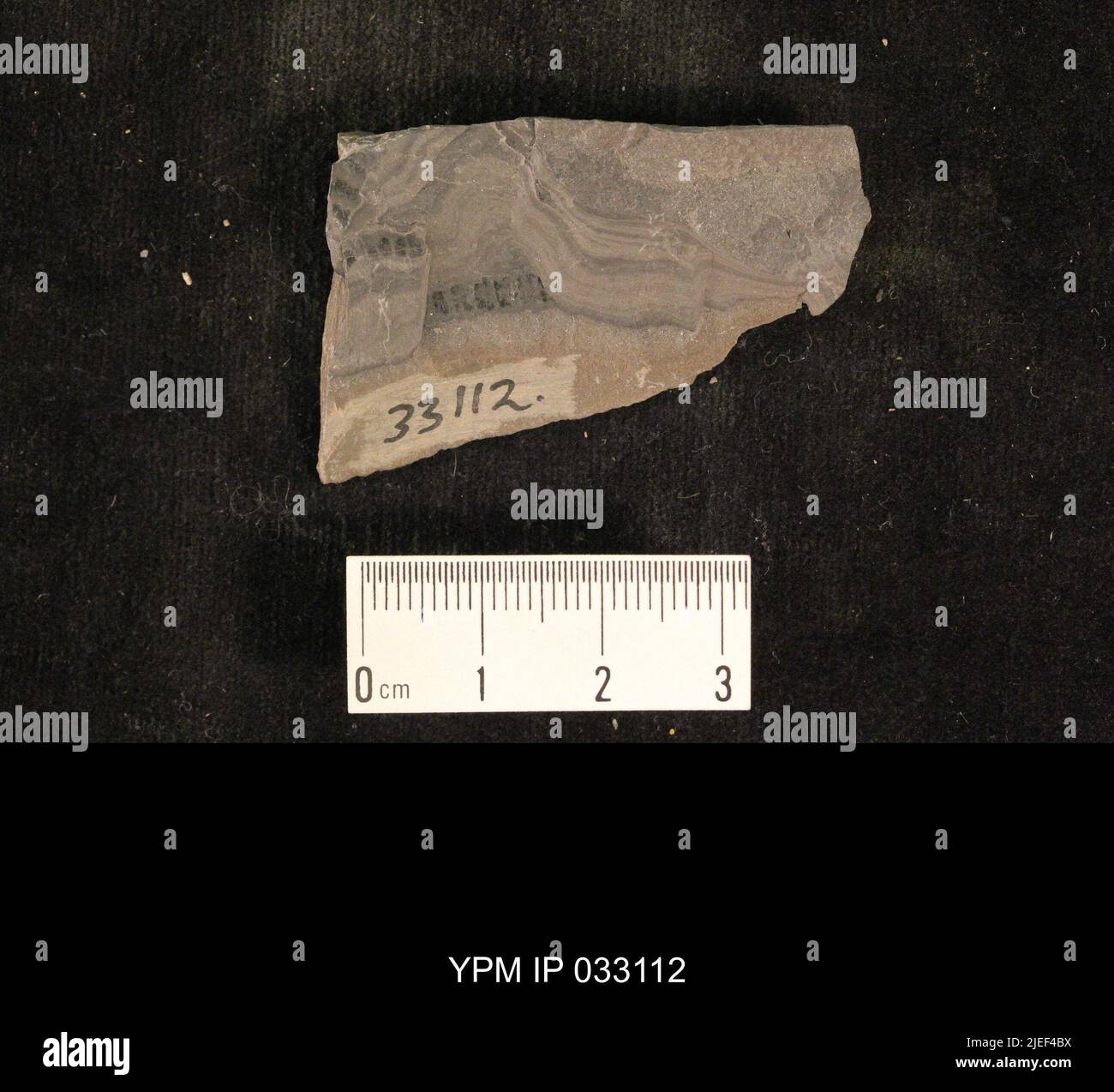 Mormolucoides articulatus Hitchcock. IPB.09955: Massachusetts. Franklin ...