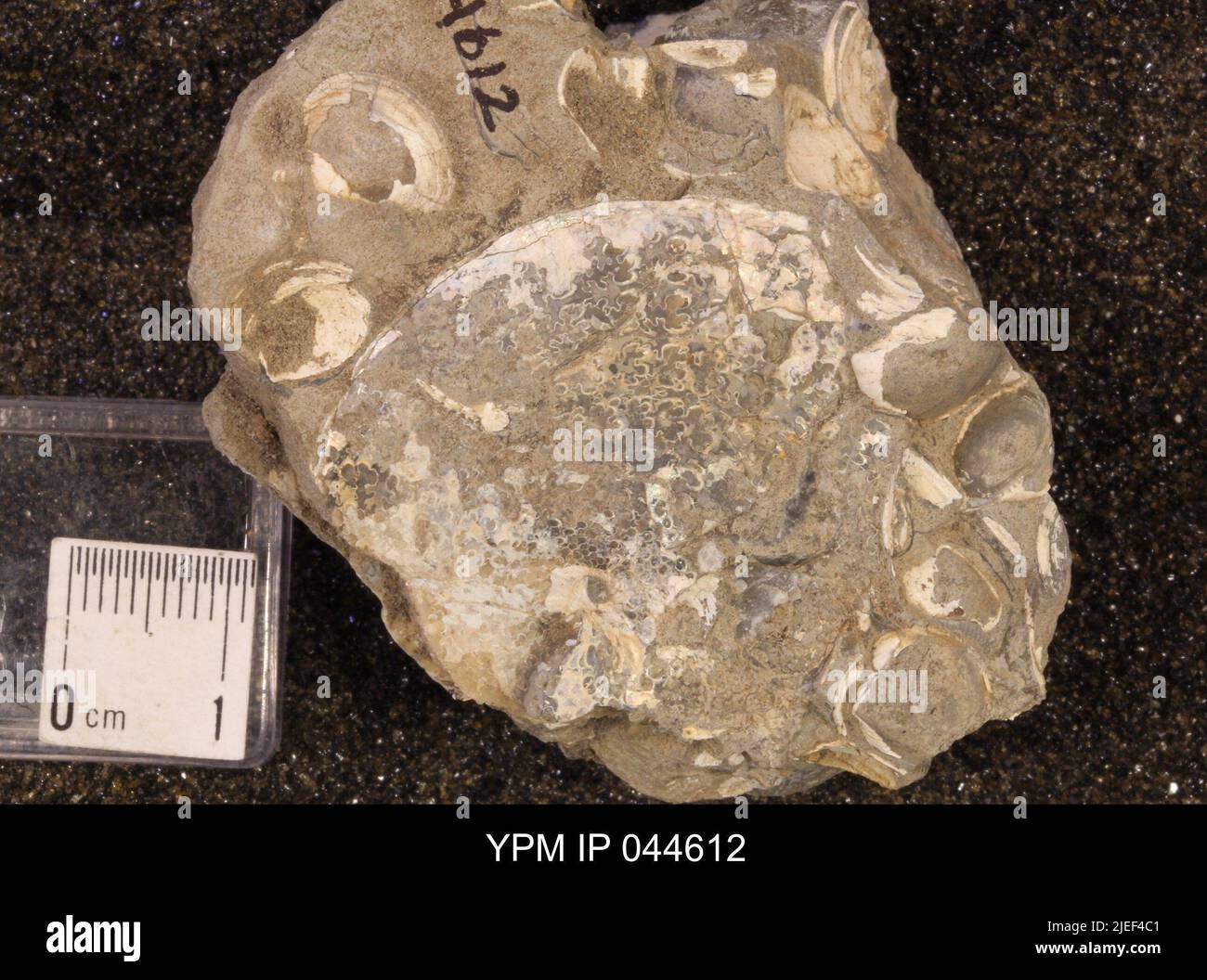 Sphenodiscus lenticularis (Owen Stock Photo - Alamy