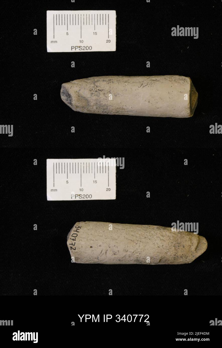 Ichnofossil invertebrate hi-res stock photography and images - Alamy