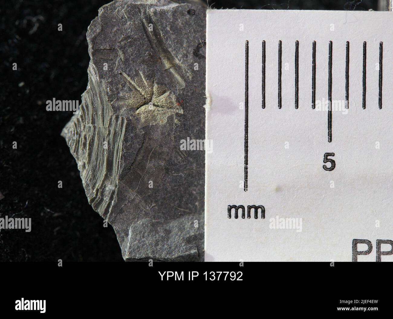 Eocystites primaevus animalia hi-res stock photography and images - Alamy