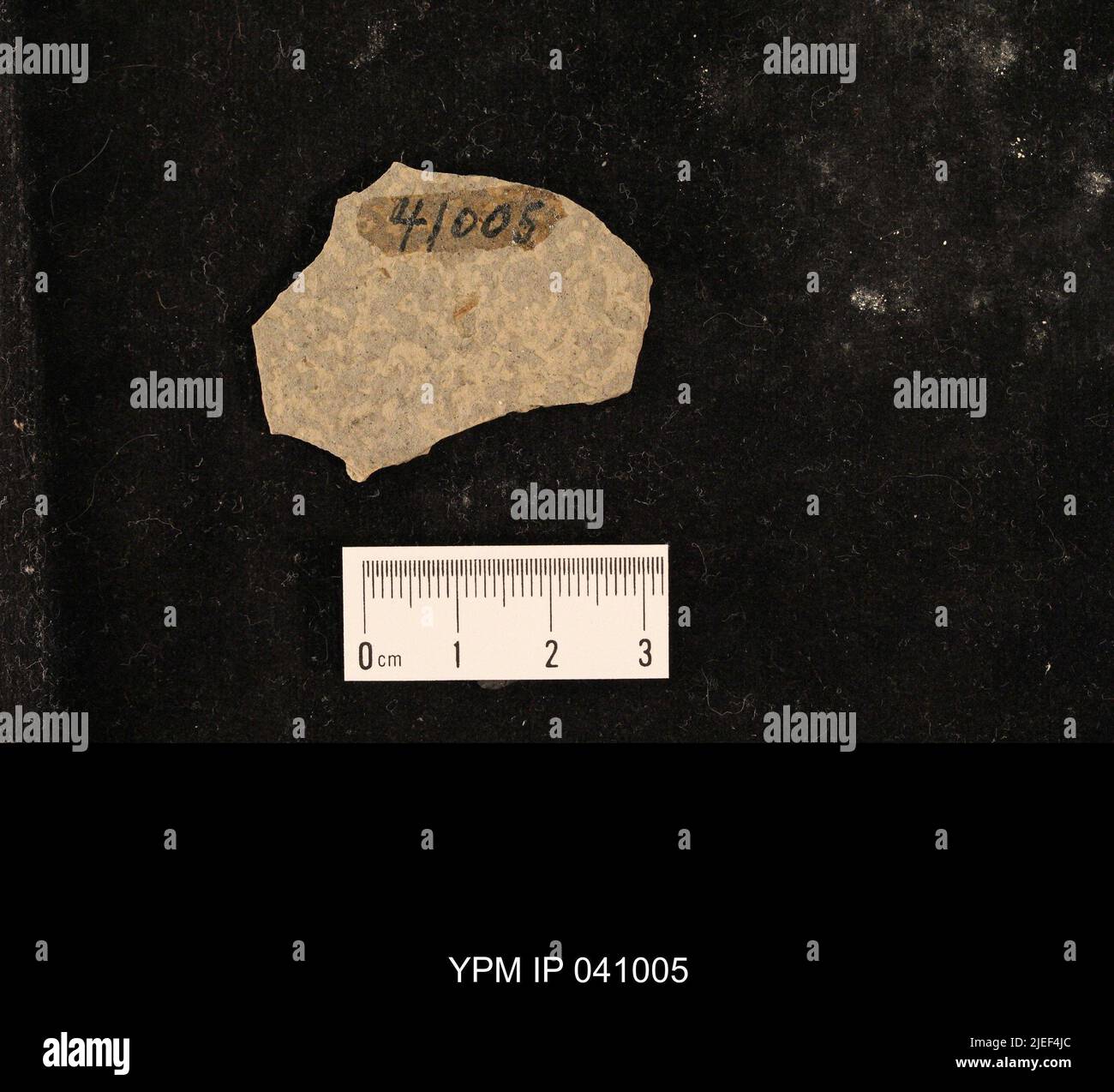 Diptera. IPC.01716: Wyoming. Lincoln County. Fossil Station. dark bed ...