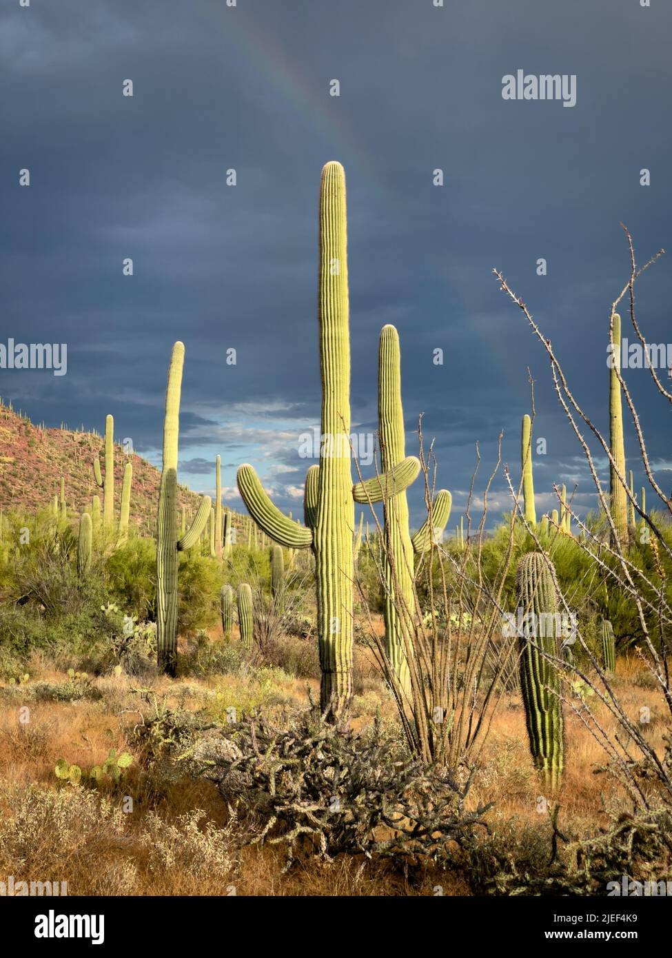Saguaro with rainbow hi-res stock photography and images - Alamy