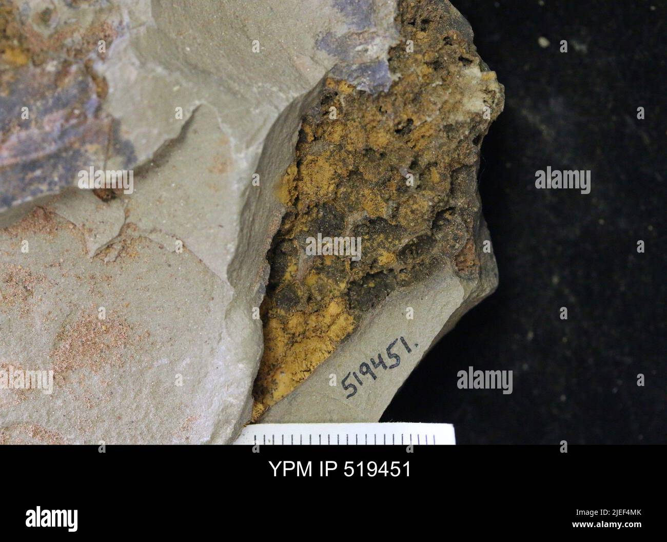 Undet eocrinoidea animalia hi-res stock photography and images - Alamy