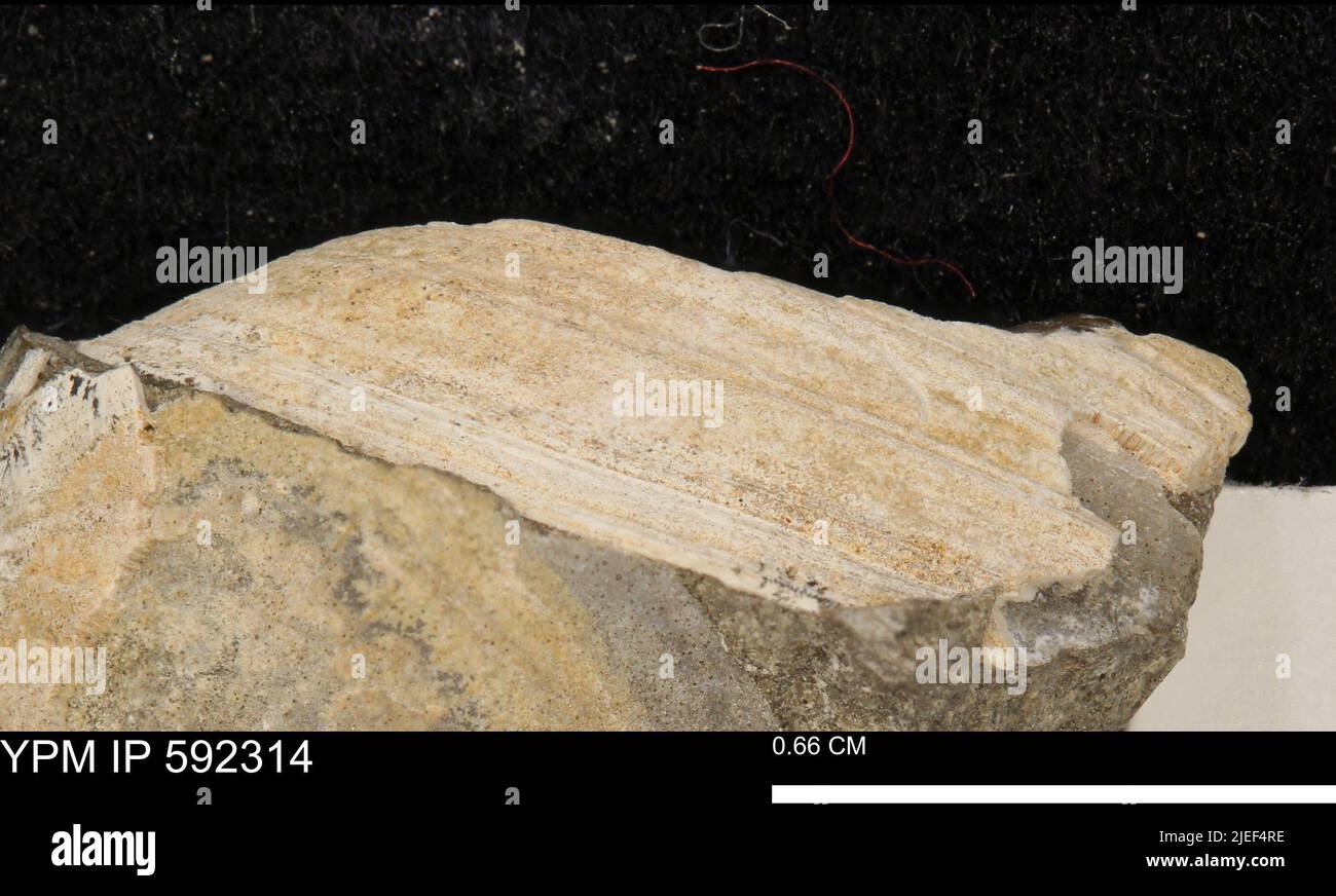 Cucullaea sp animalia hi-res stock photography and images - Alamy