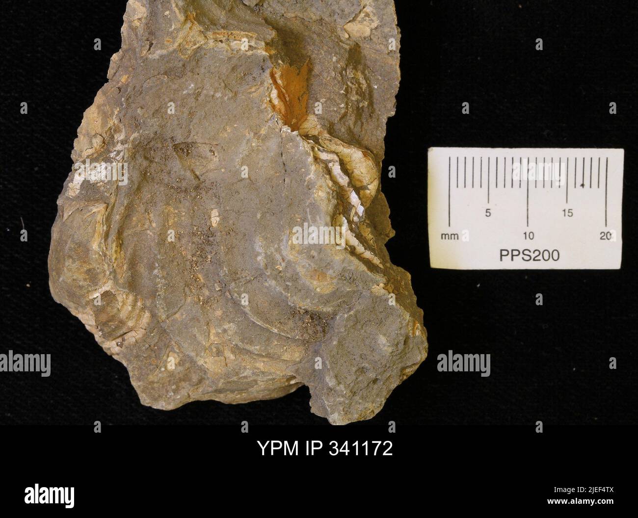 Inoceramus sp animalia hi-res stock photography and images - Alamy