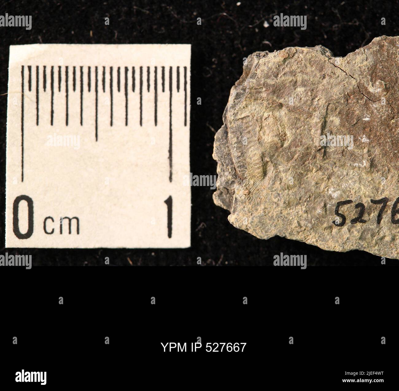 Pentremites hi-res stock photography and images - Alamy