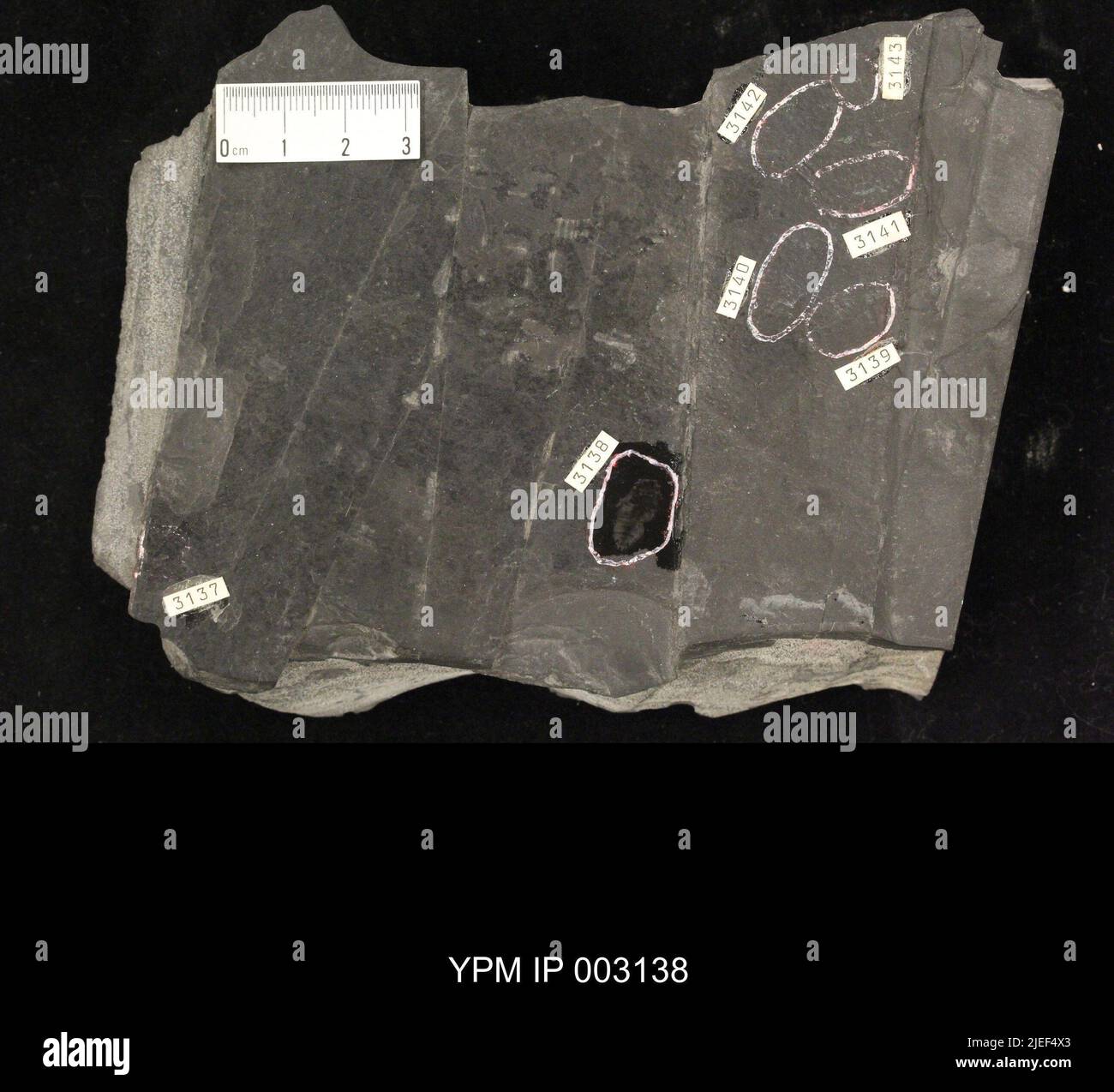 Belostomatidae. IPB.00594: North Carolina. Rockingham County. insect ...