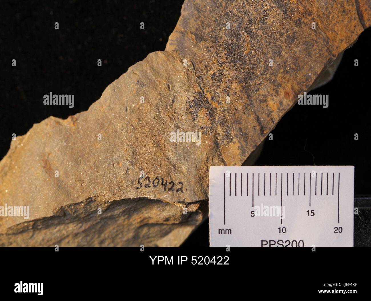 Lingulida hi-res stock photography and images - Alamy