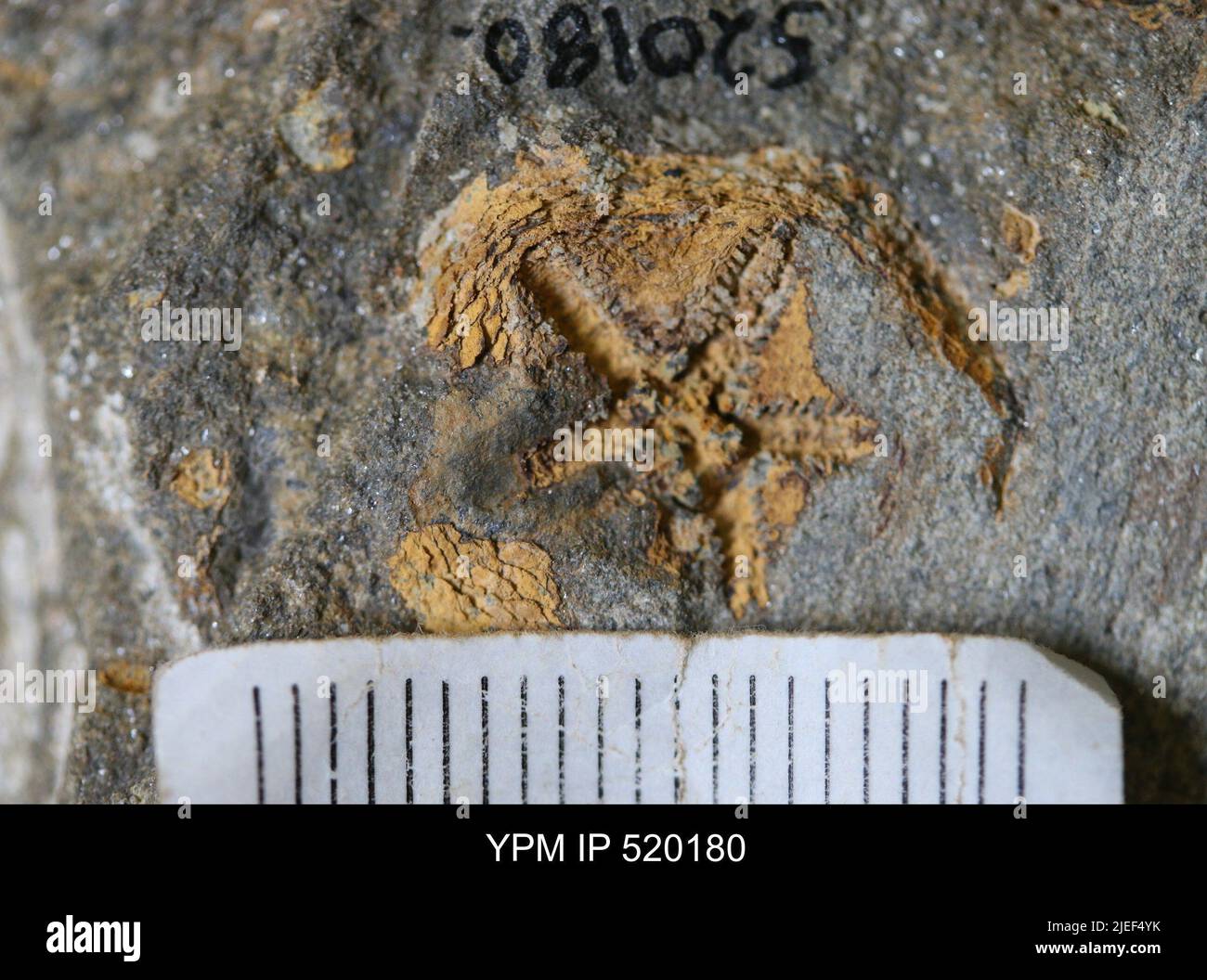 Organisms design hi-res stock photography and images - Alamy