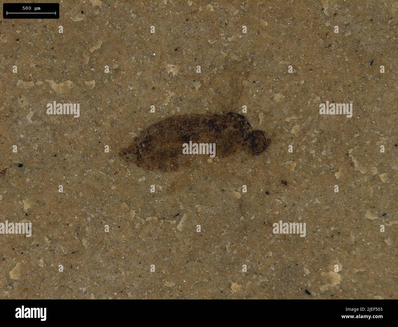 Pending plant hi-res stock photography and images - Alamy