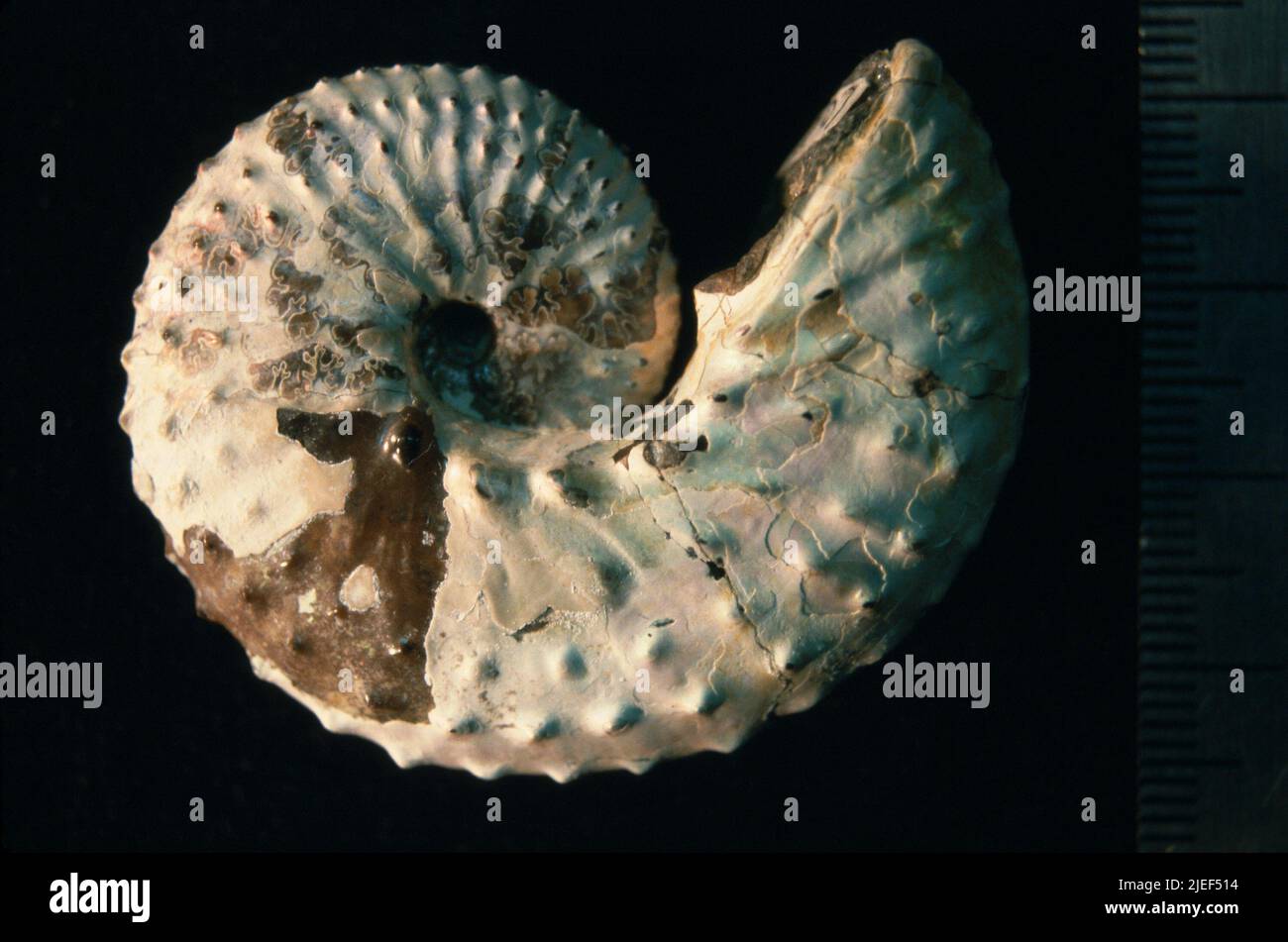 Discoscaphites conradi morton animalia hi-res stock photography and ...
