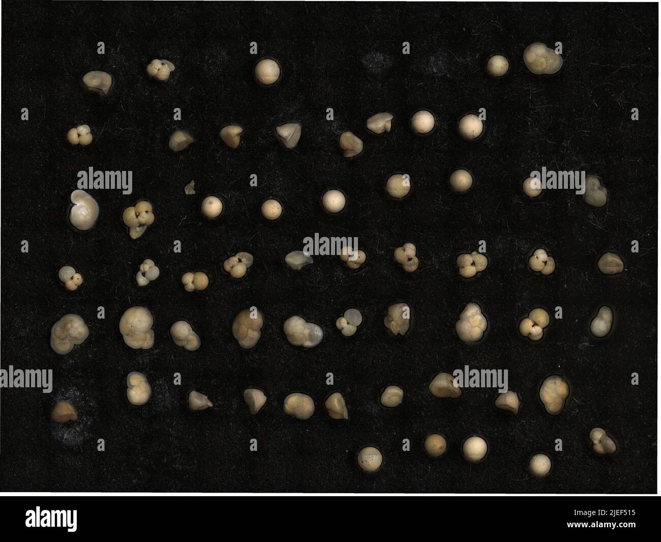 Globorotalia tumida brady hi-res stock photography and images - Alamy