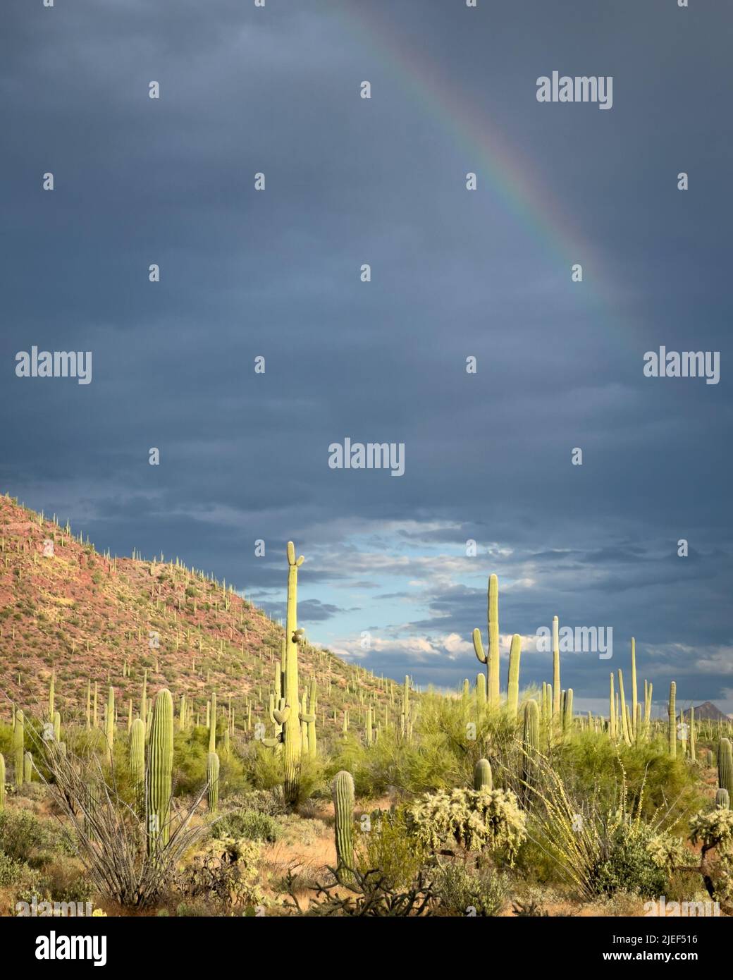 Arizona desert. Saguaro forest with rainbow in sky Stock Photo - Alamy