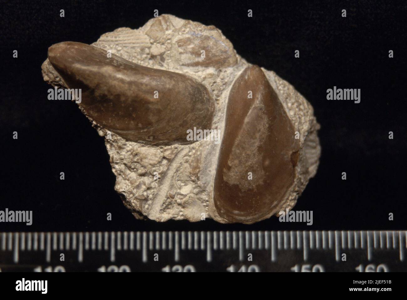 Modiola swallovi mcchesney hi-res stock photography and images - Alamy