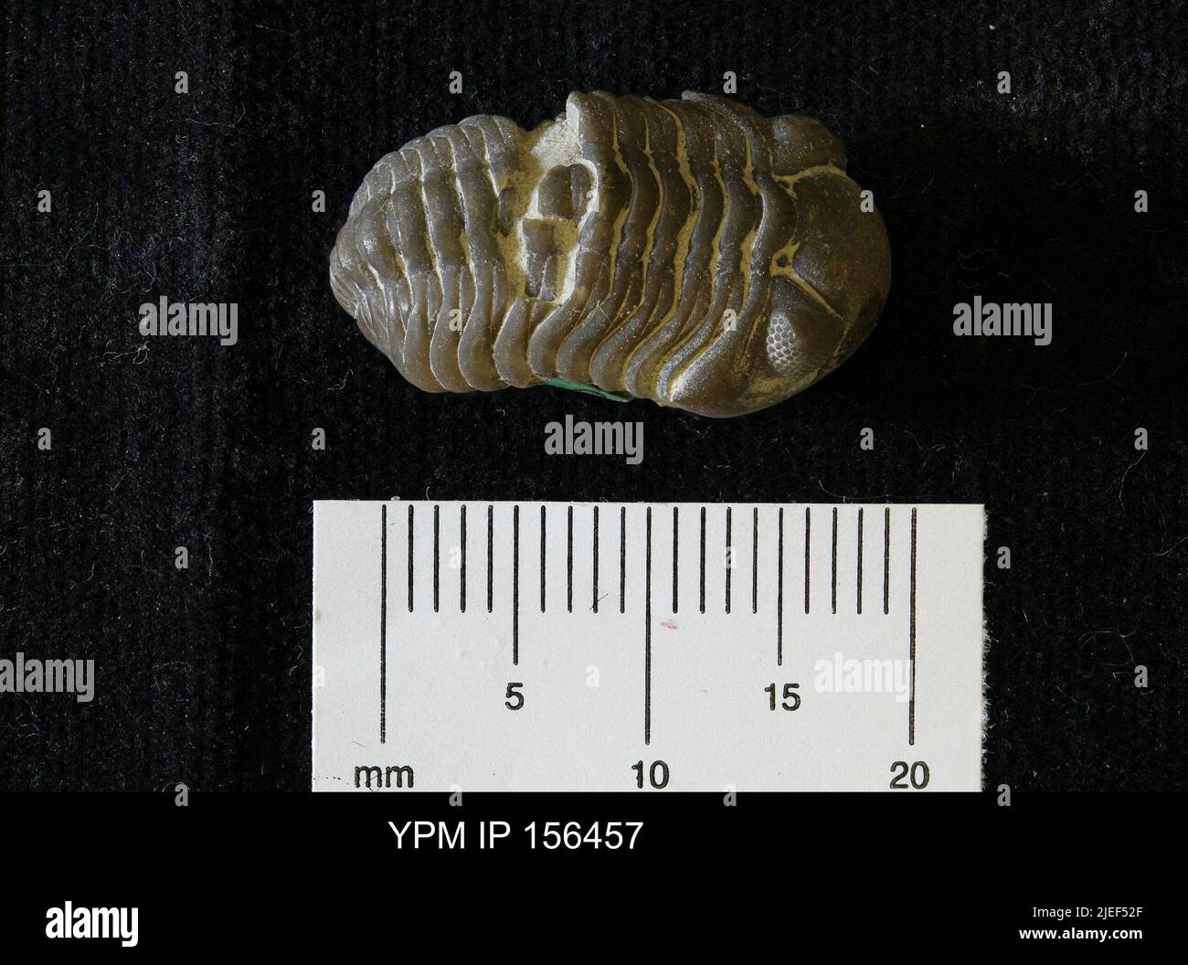 Phacops hi-res stock photography and images - Alamy