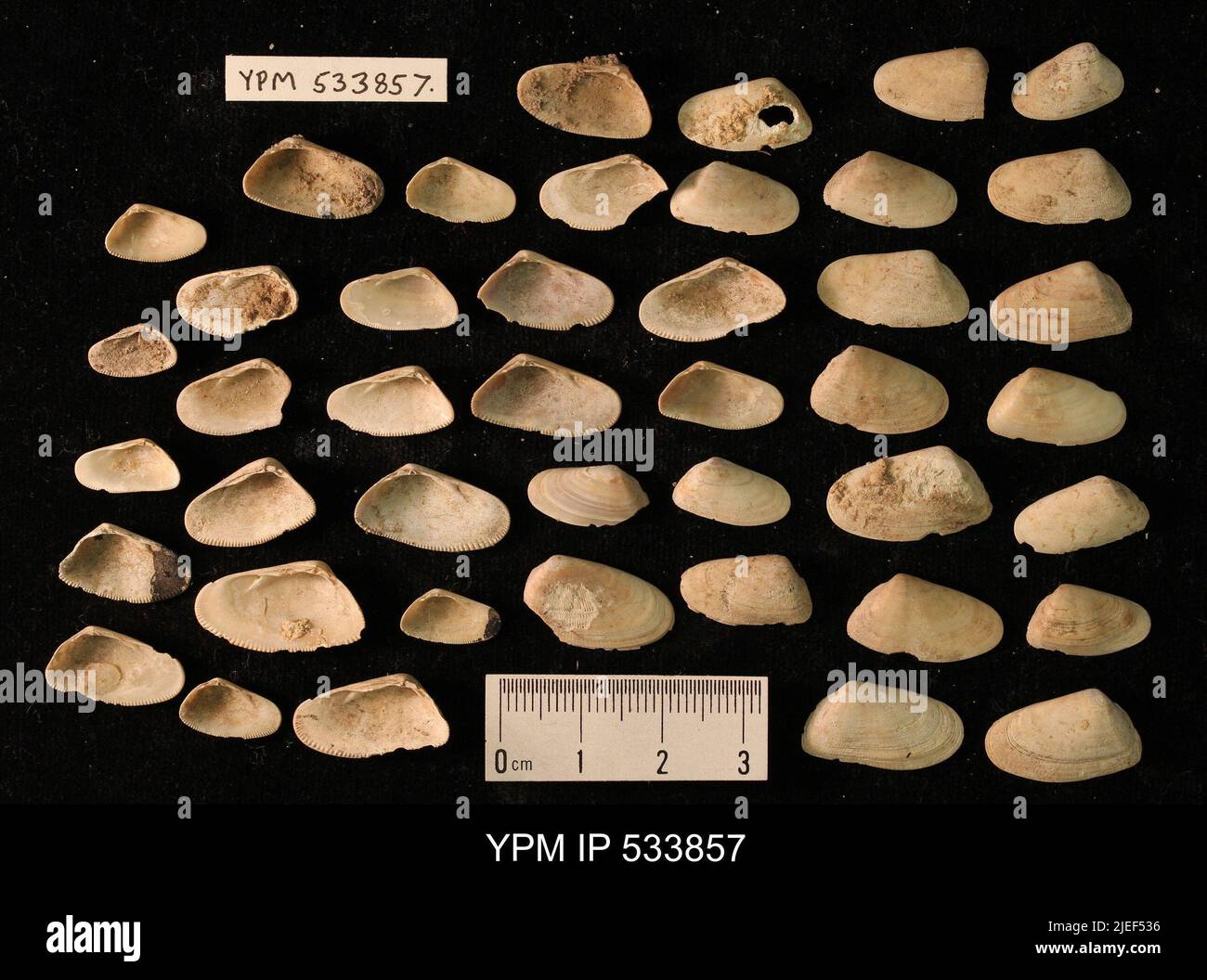 Donax variabilis say hi-res stock photography and images - Alamy