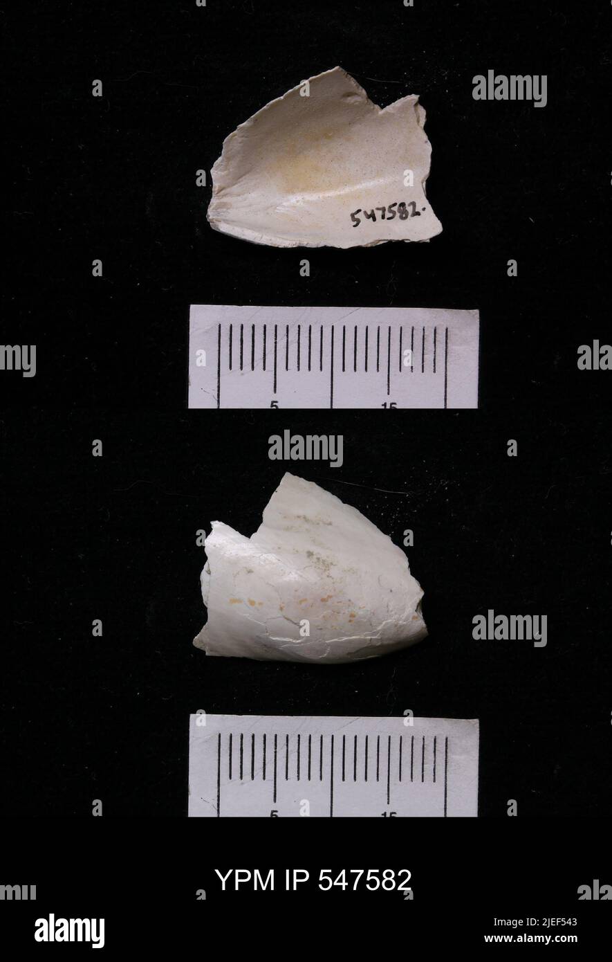 Modiolus hi-res stock photography and images - Alamy