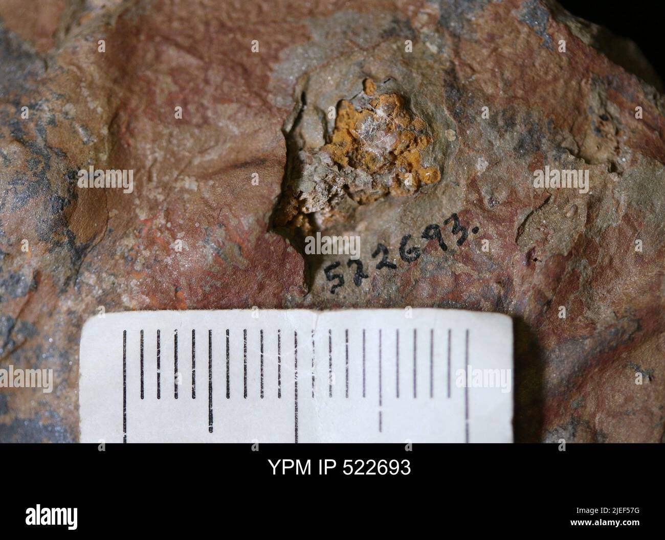 Eocrinoid hi-res stock photography and images - Alamy