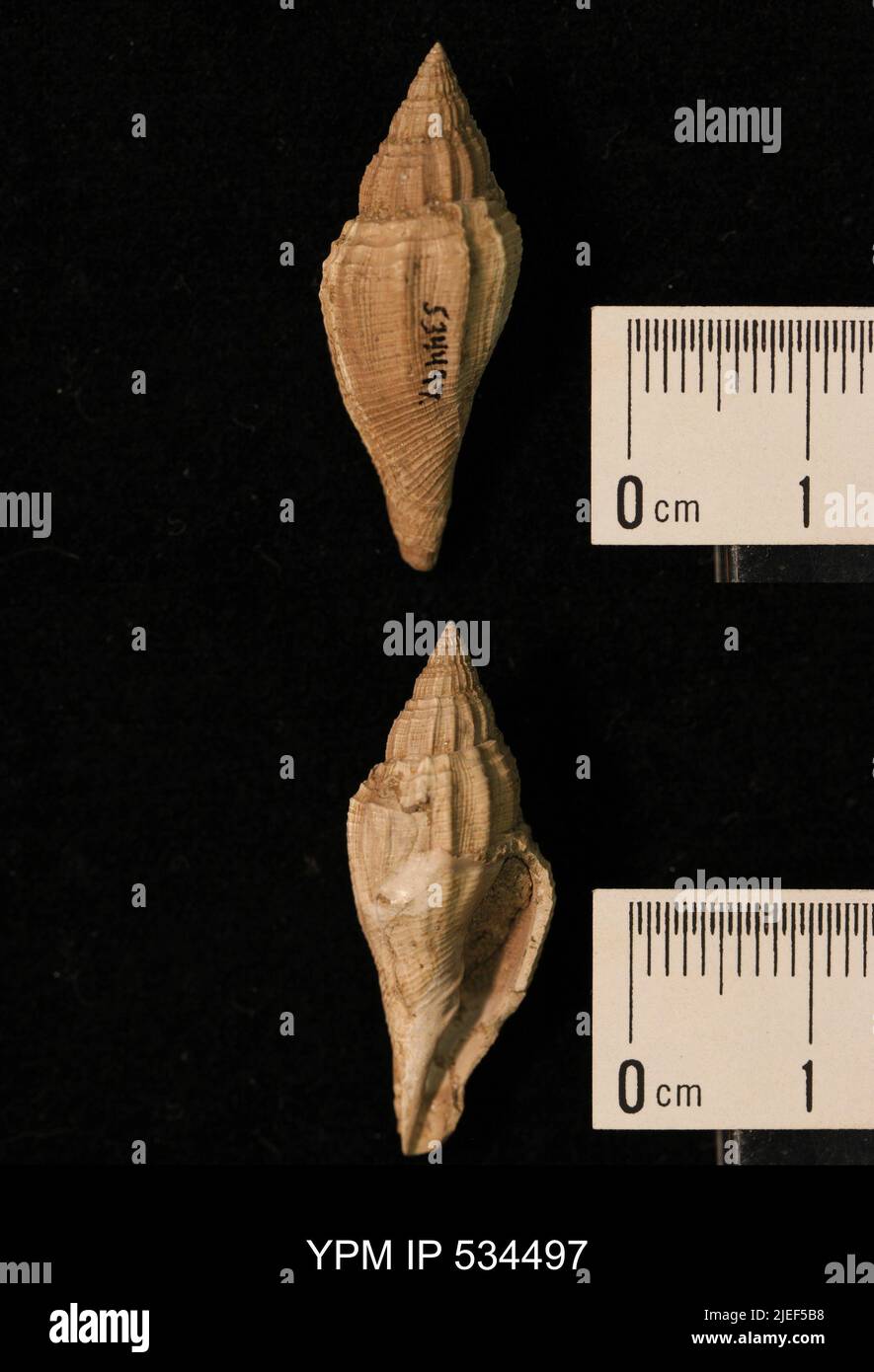 Voluta costata swainson hi-res stock photography and images - Alamy