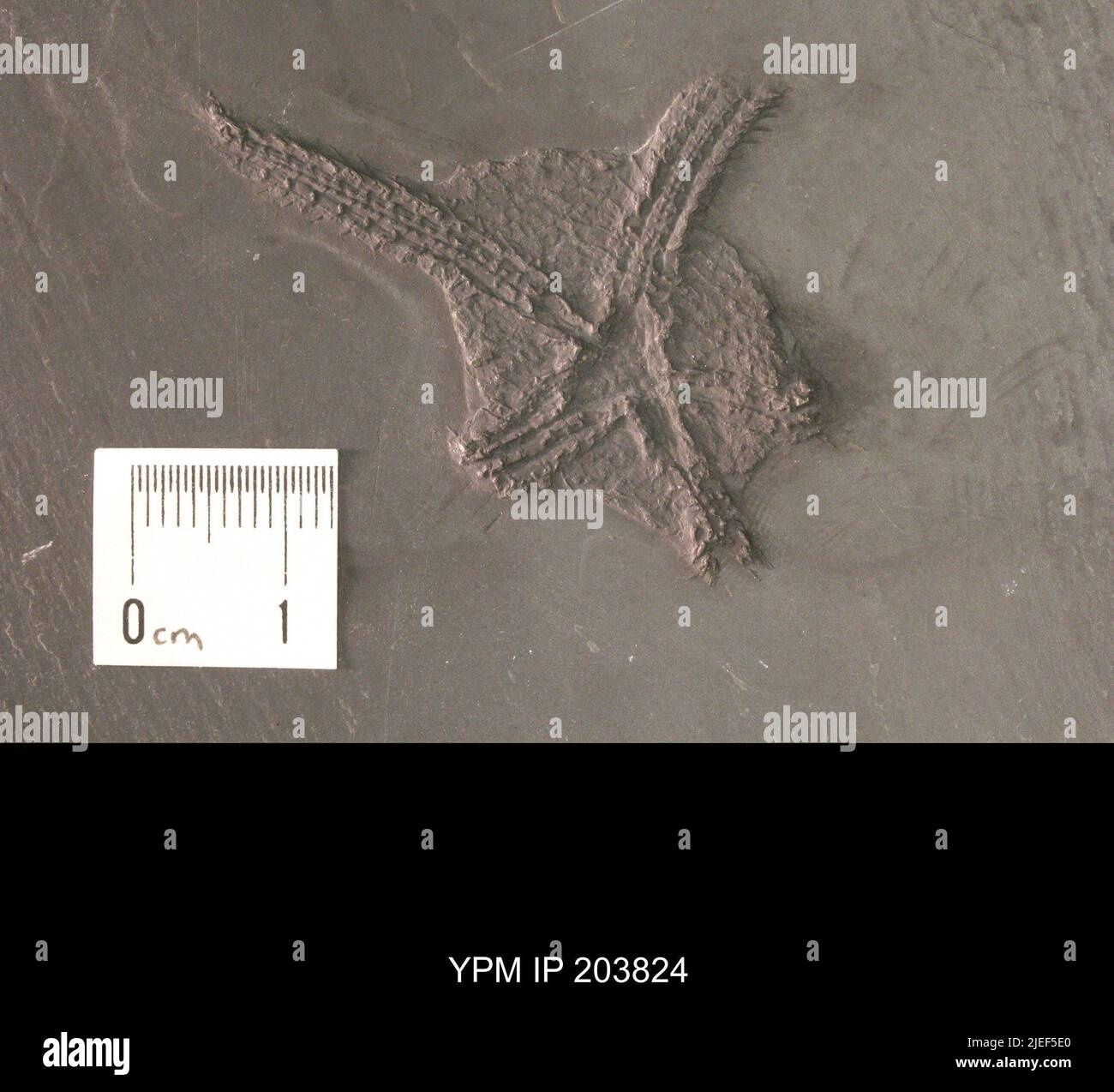 Bundenbachia beneckei sturtz animalia hi-res stock photography and ...