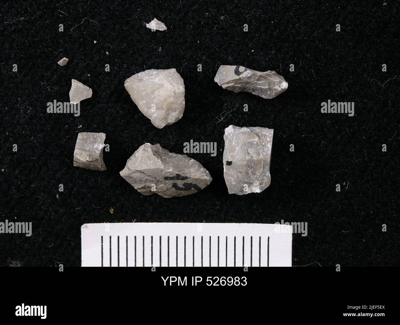 Zaphrentis stokesi Milne-Edwards & Haime Stock Photo - Alamy