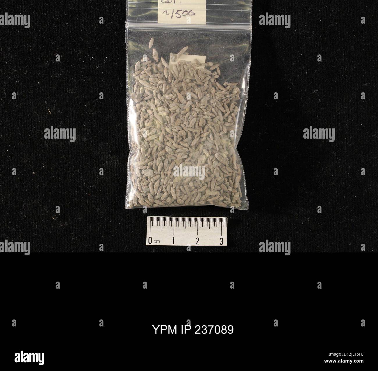 Fusulina sp protista hi-res stock photography and images - Alamy