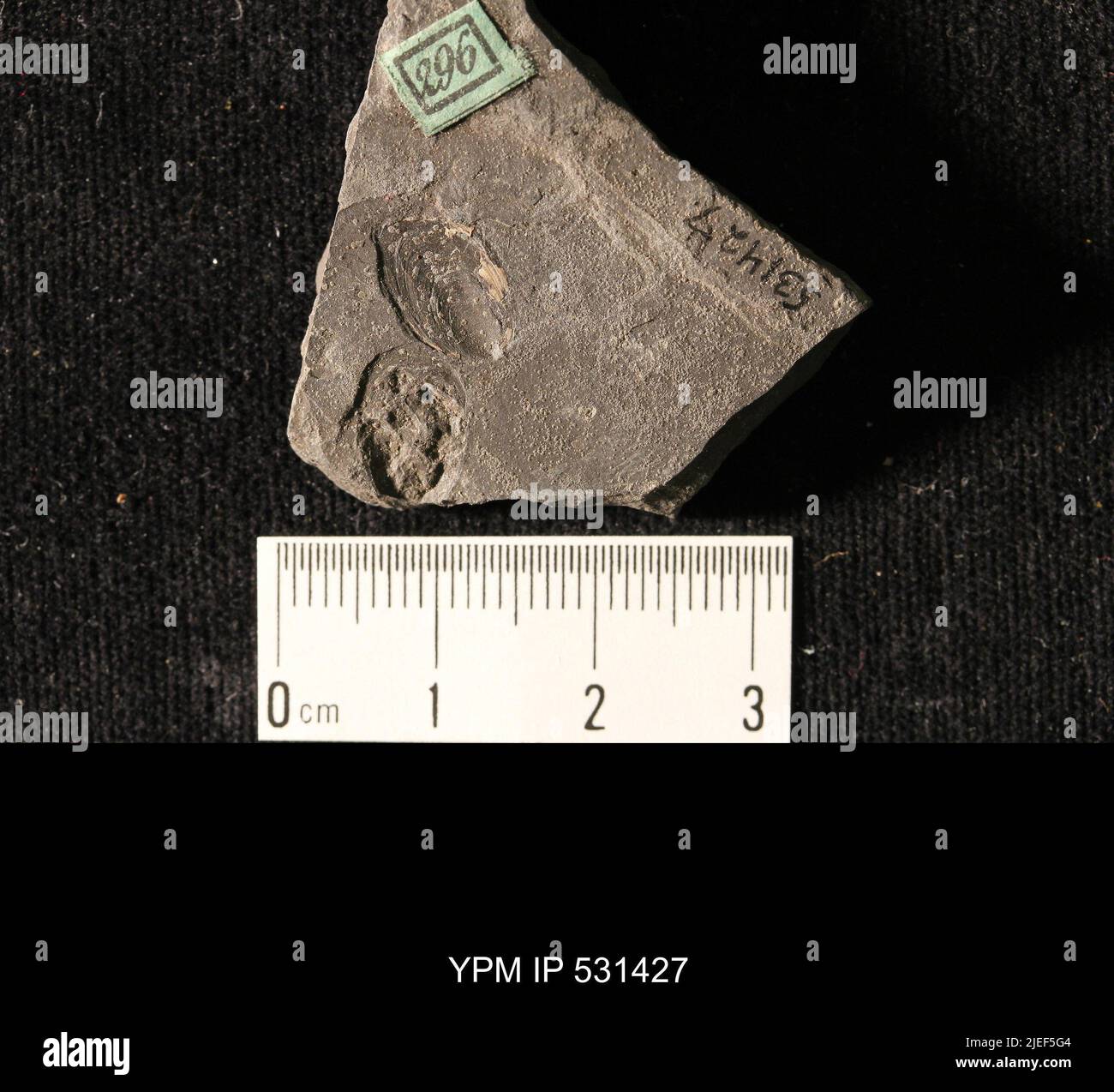 Lingula brachiopod hi-res stock photography and images - Alamy