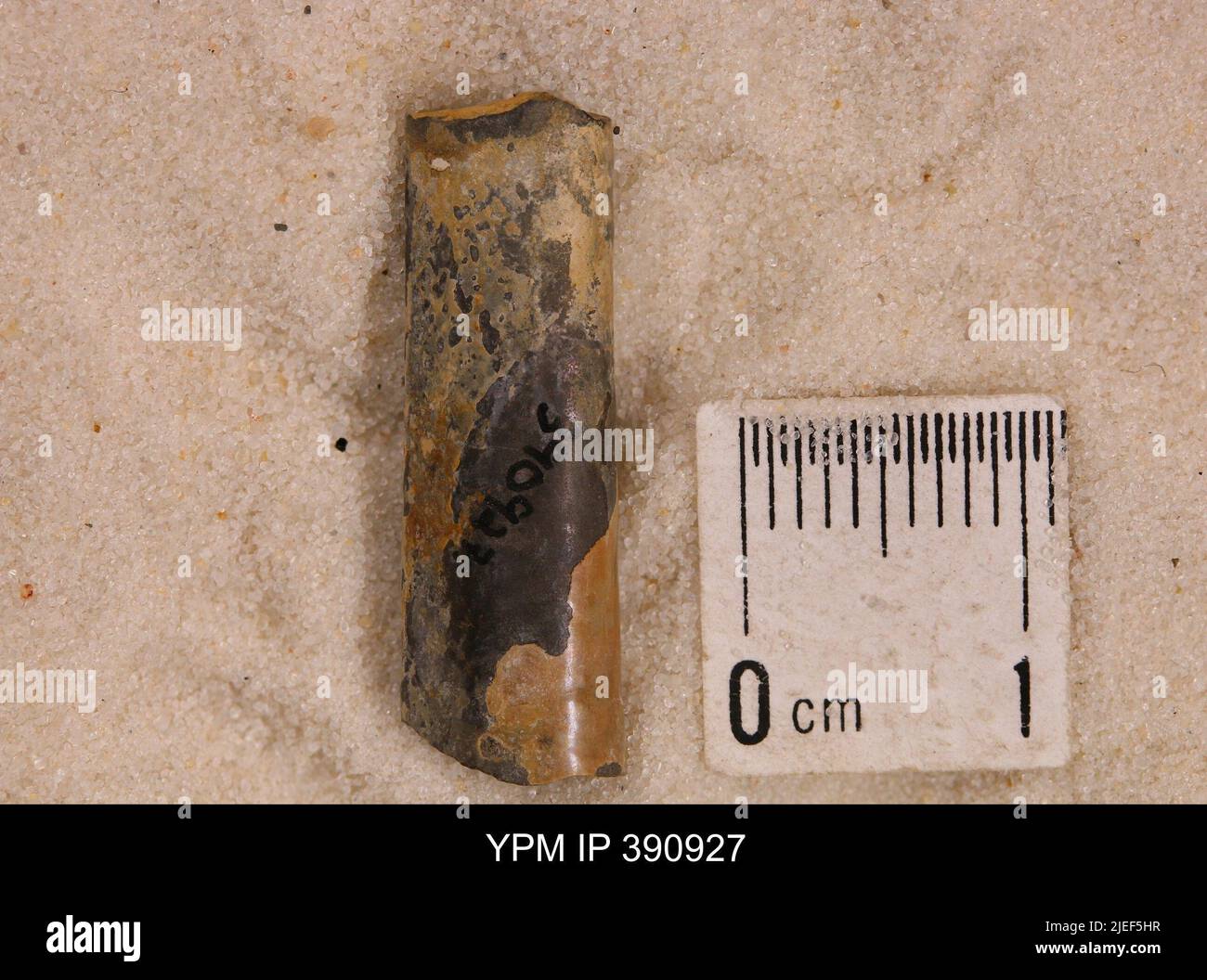 Baculites sp animalia hi-res stock photography and images - Alamy