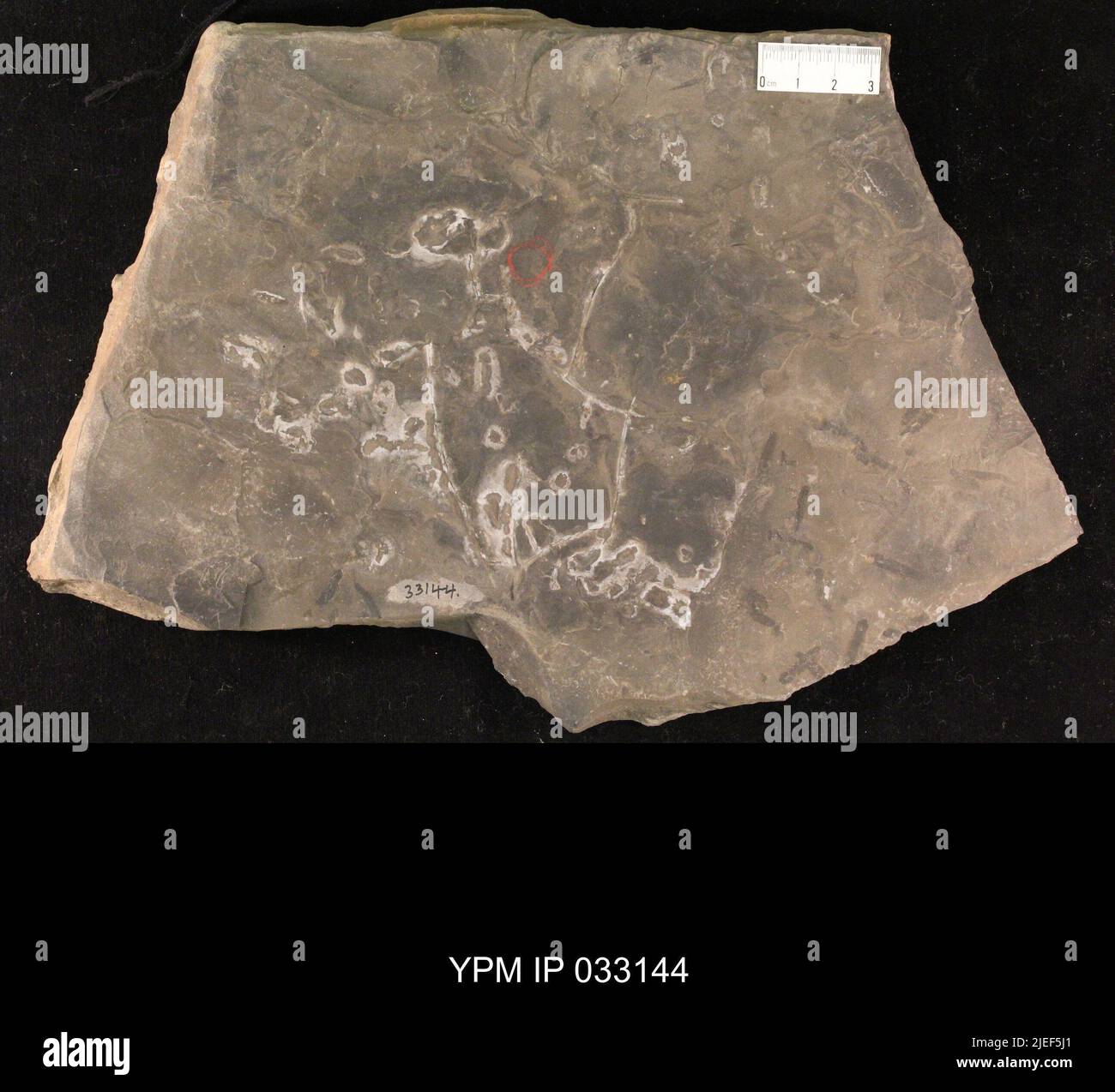 Mormolucoides articulatus Hitchcock. IPB.09955: Massachusetts. Franklin ...