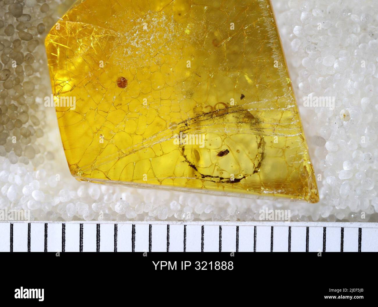 Undet chalcidoidea animalia hi-res stock photography and images - Alamy