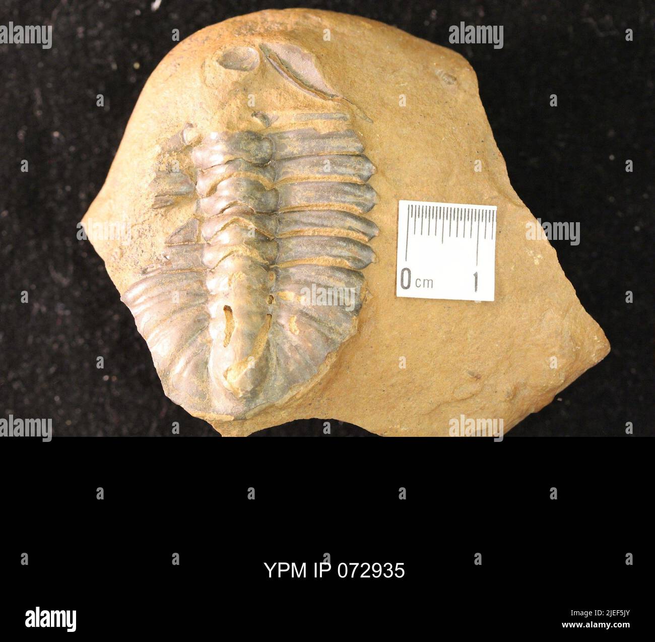 Olenoides marcoui (Whitfield, 1884 Stock Photo - Alamy