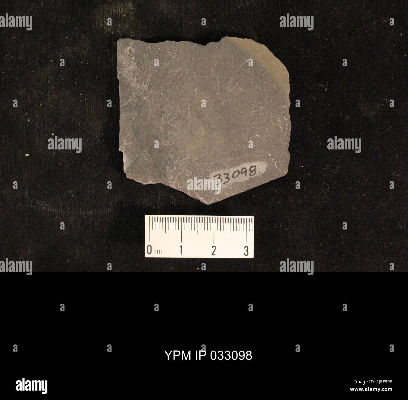 Mormolucoides articulatus Hitchcock. IPB.09955: Massachusetts. Franklin ...
