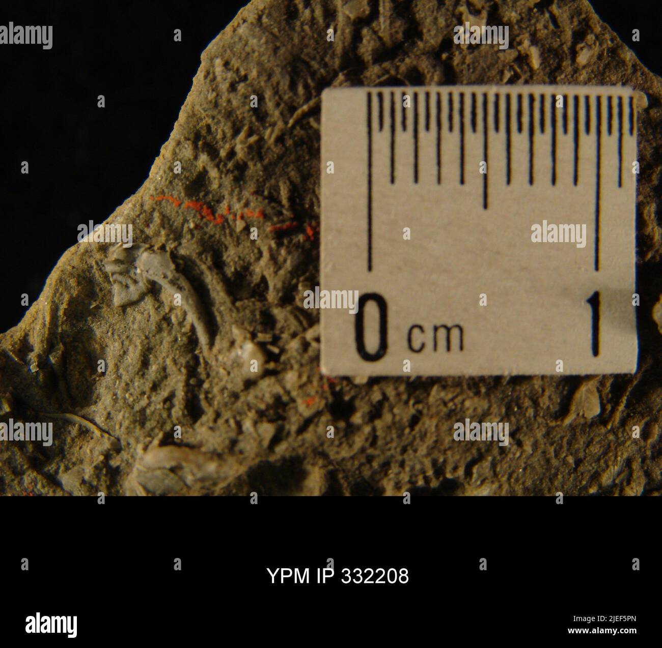 1832 animalia hi-res stock photography and images - Alamy