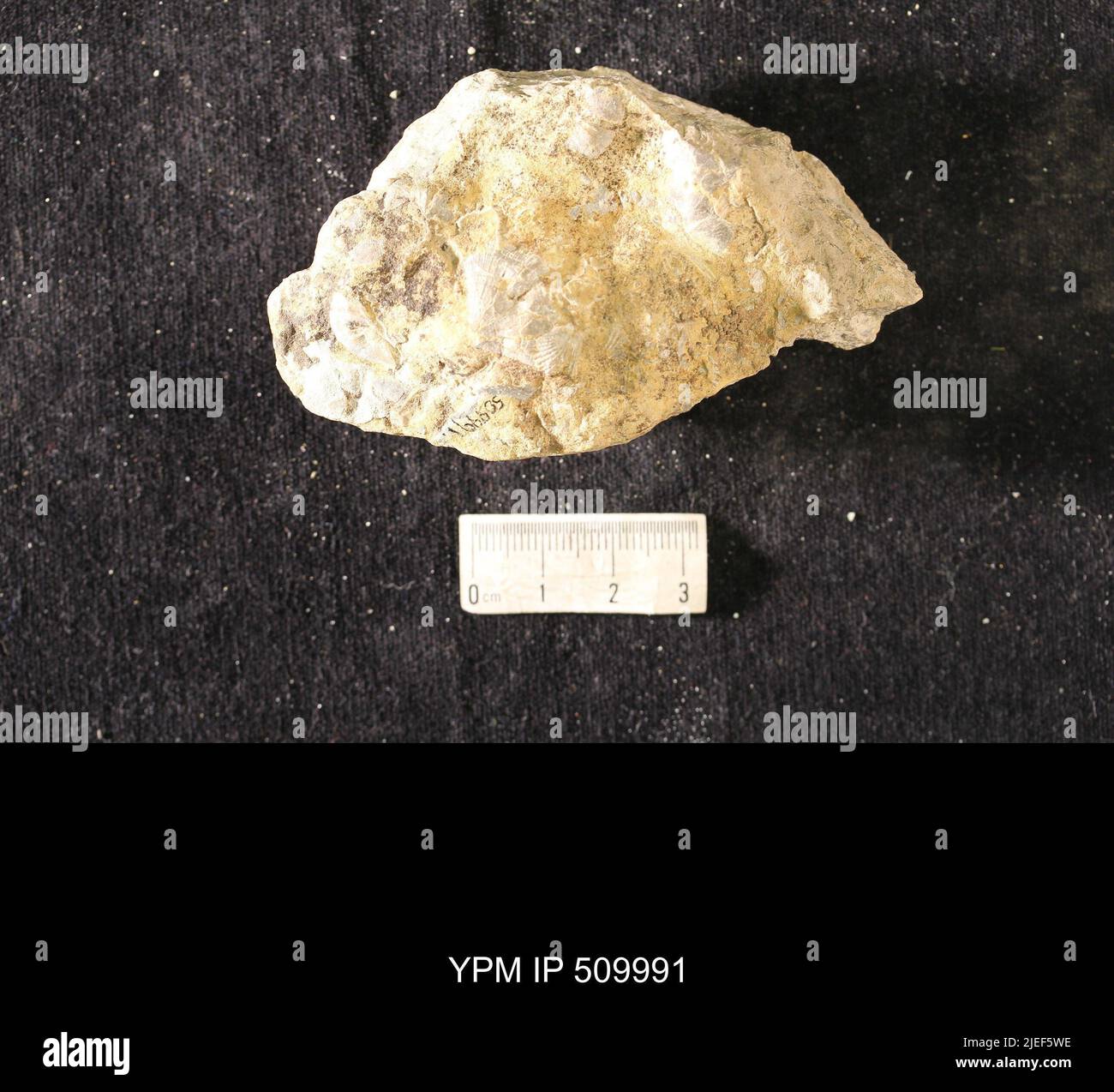 Plectambonites sericeus animalia hi-res stock photography and images ...
