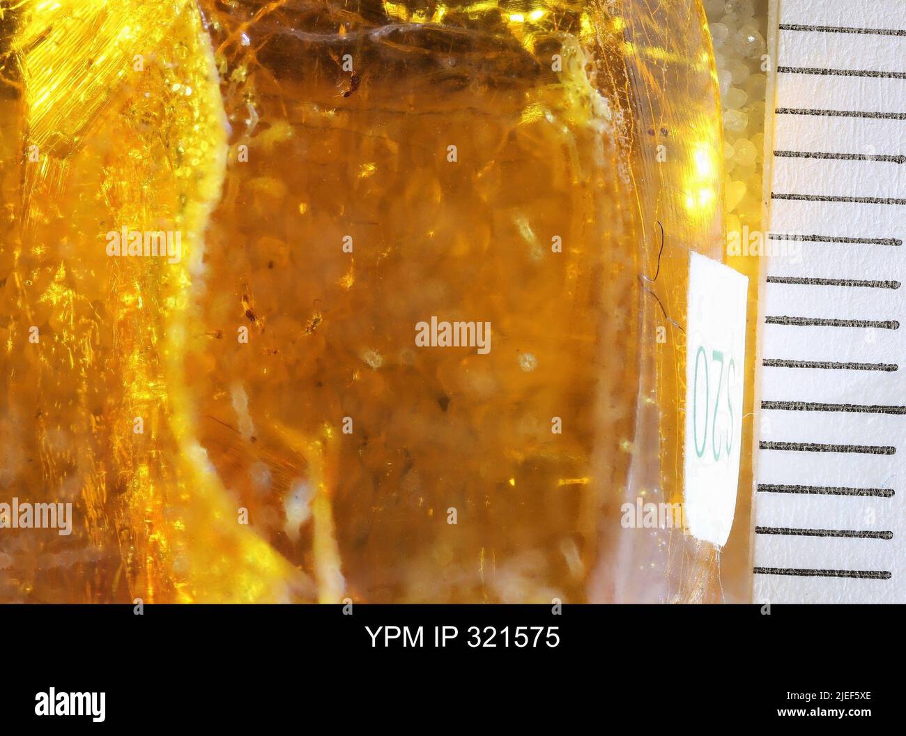 Fairyfly wasp hi-res stock photography and images - Alamy