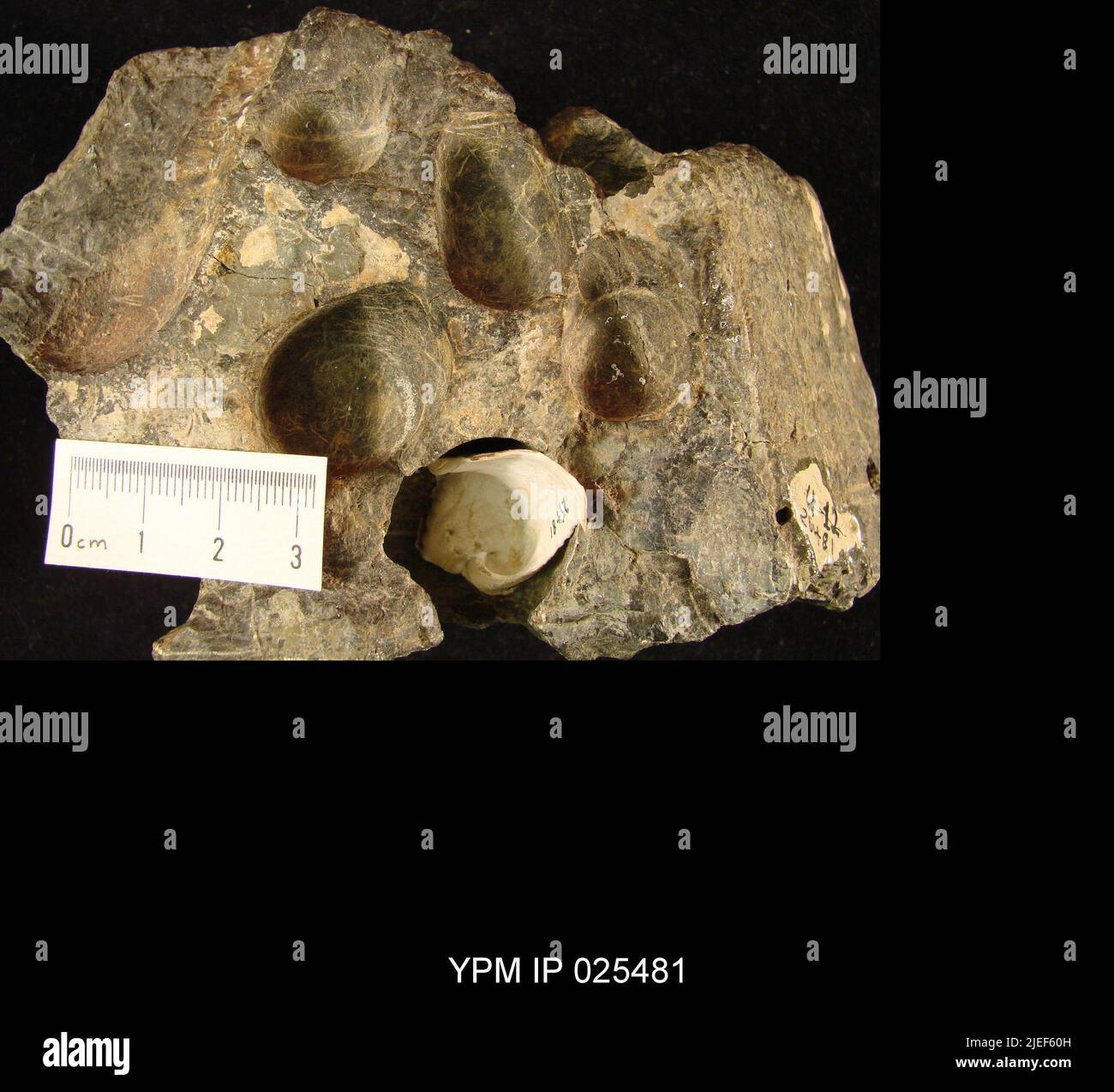 Pholadidae hi-res stock photography and images - Alamy