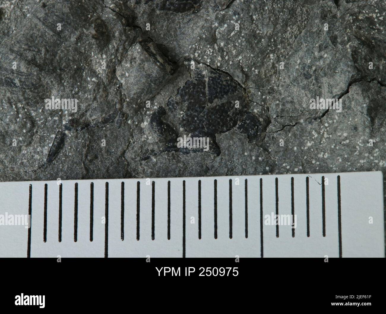 Order phacopida hi-res stock photography and images - Alamy