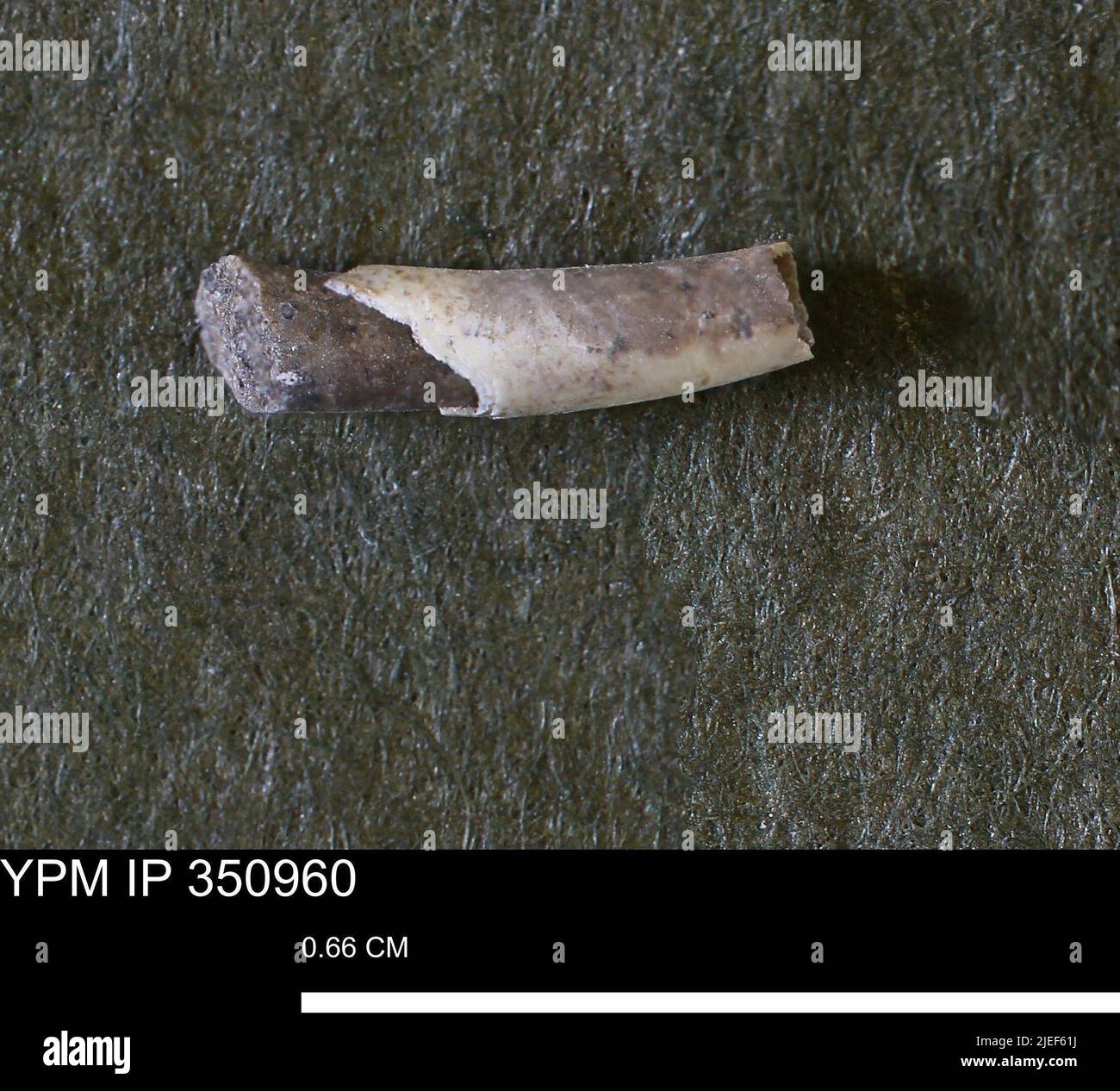 Scaphopoda tusk shells hi-res stock photography and images - Alamy