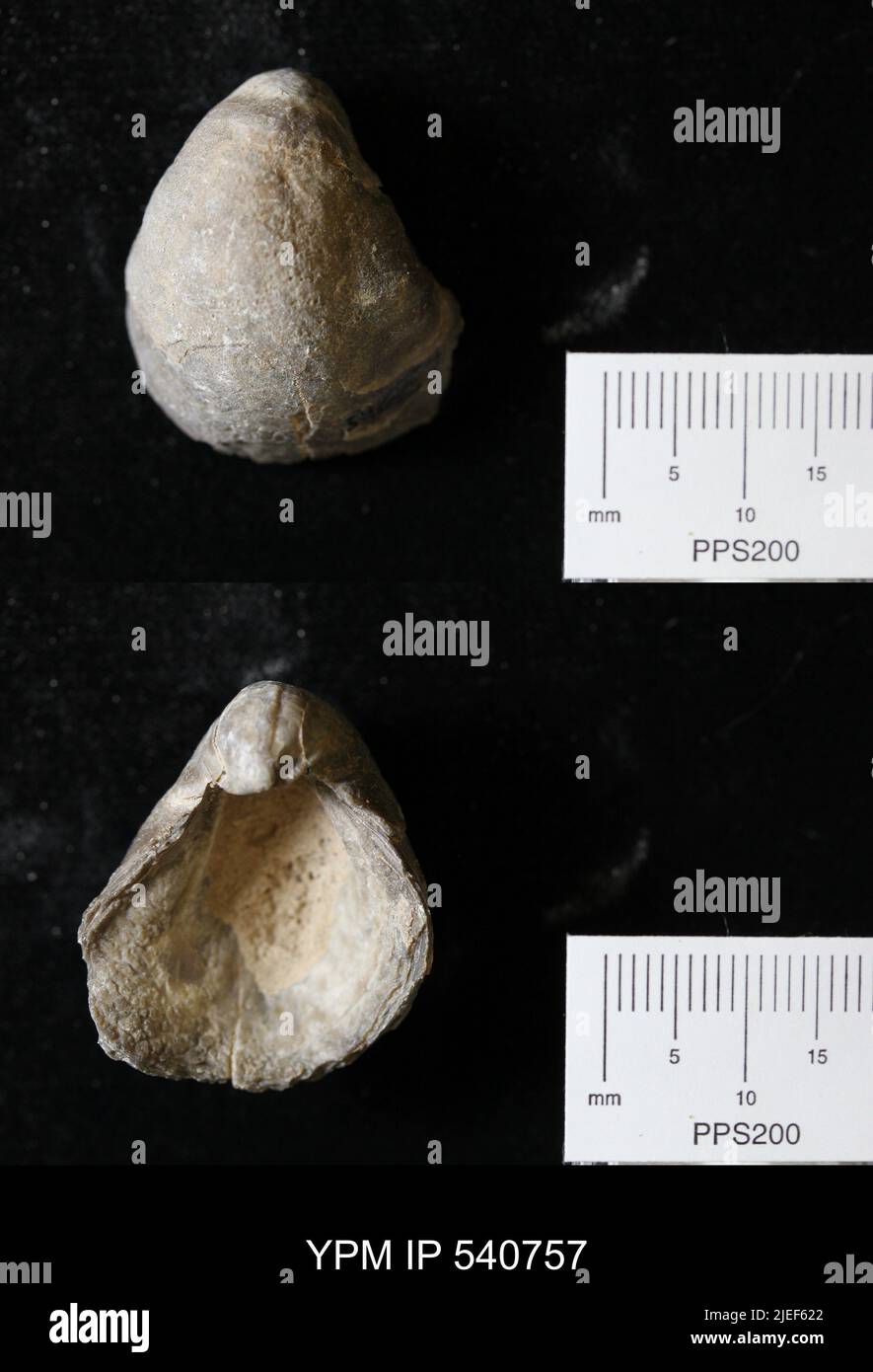 Gryphaea hi-res stock photography and images - Alamy